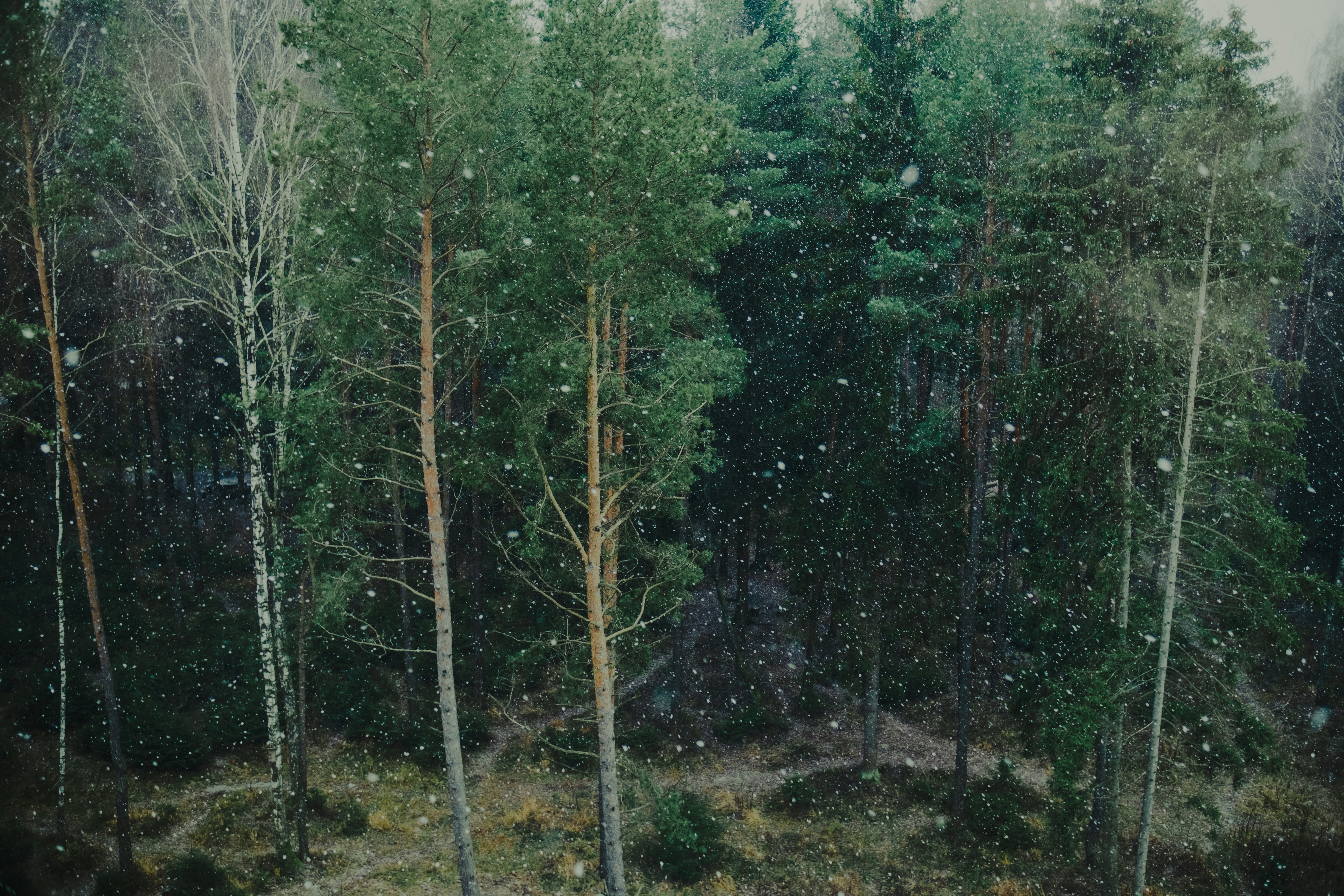 Snow falling in a dense evergreen forest. photo – Free Forest Image on ...