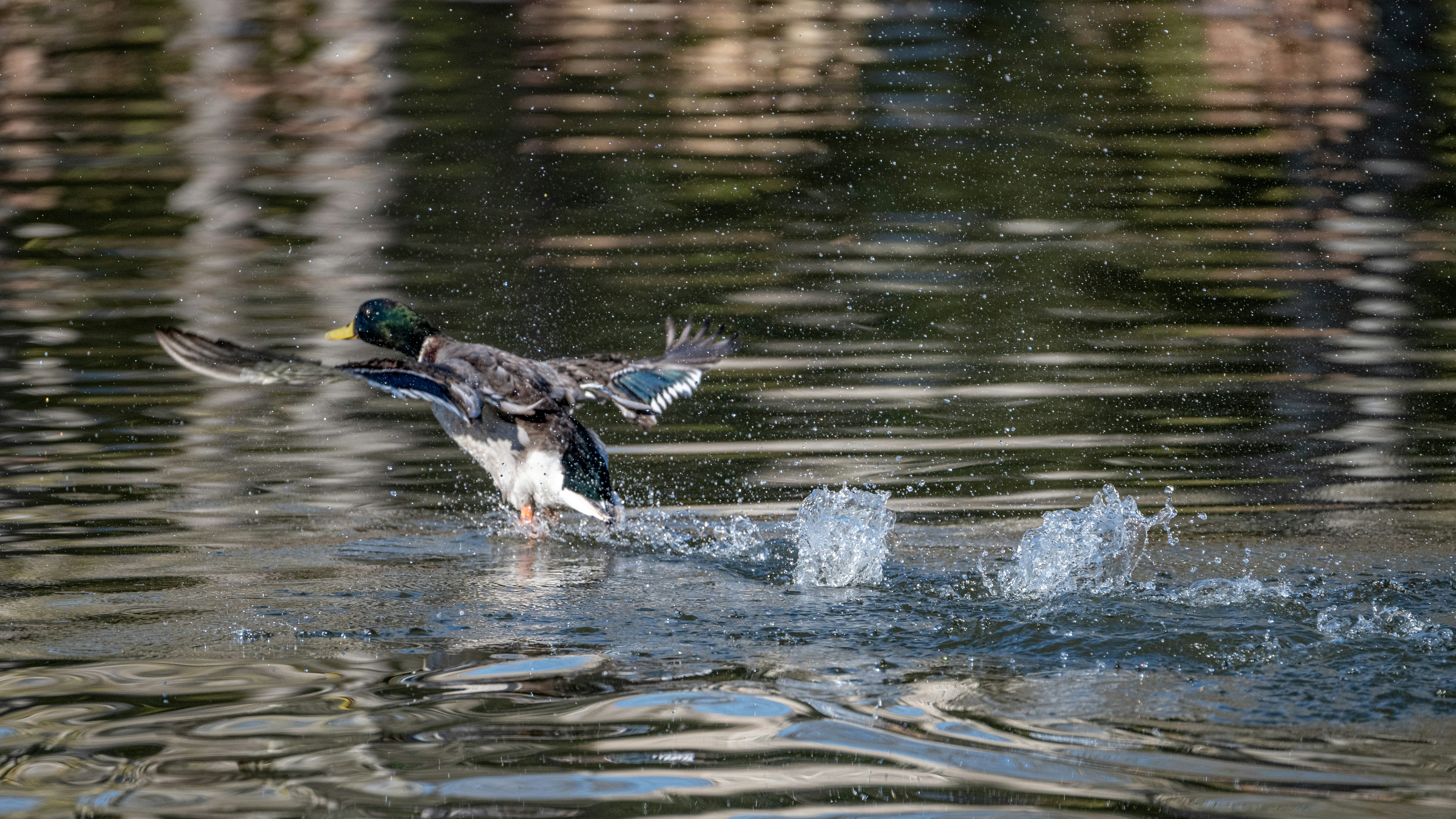 The mallard preparing to take off