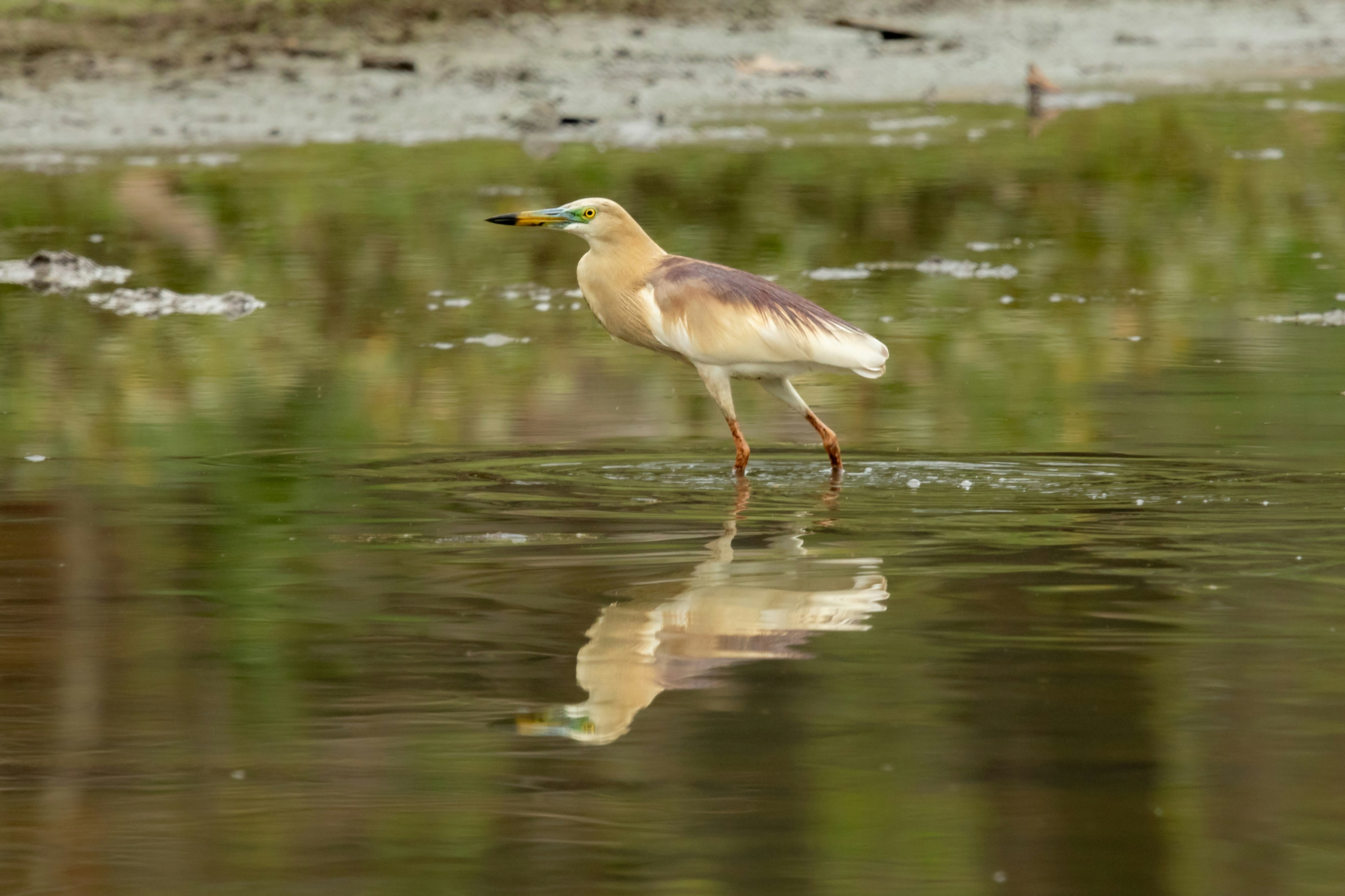 A heron walks through shallow water with reflection. photo – Free ...