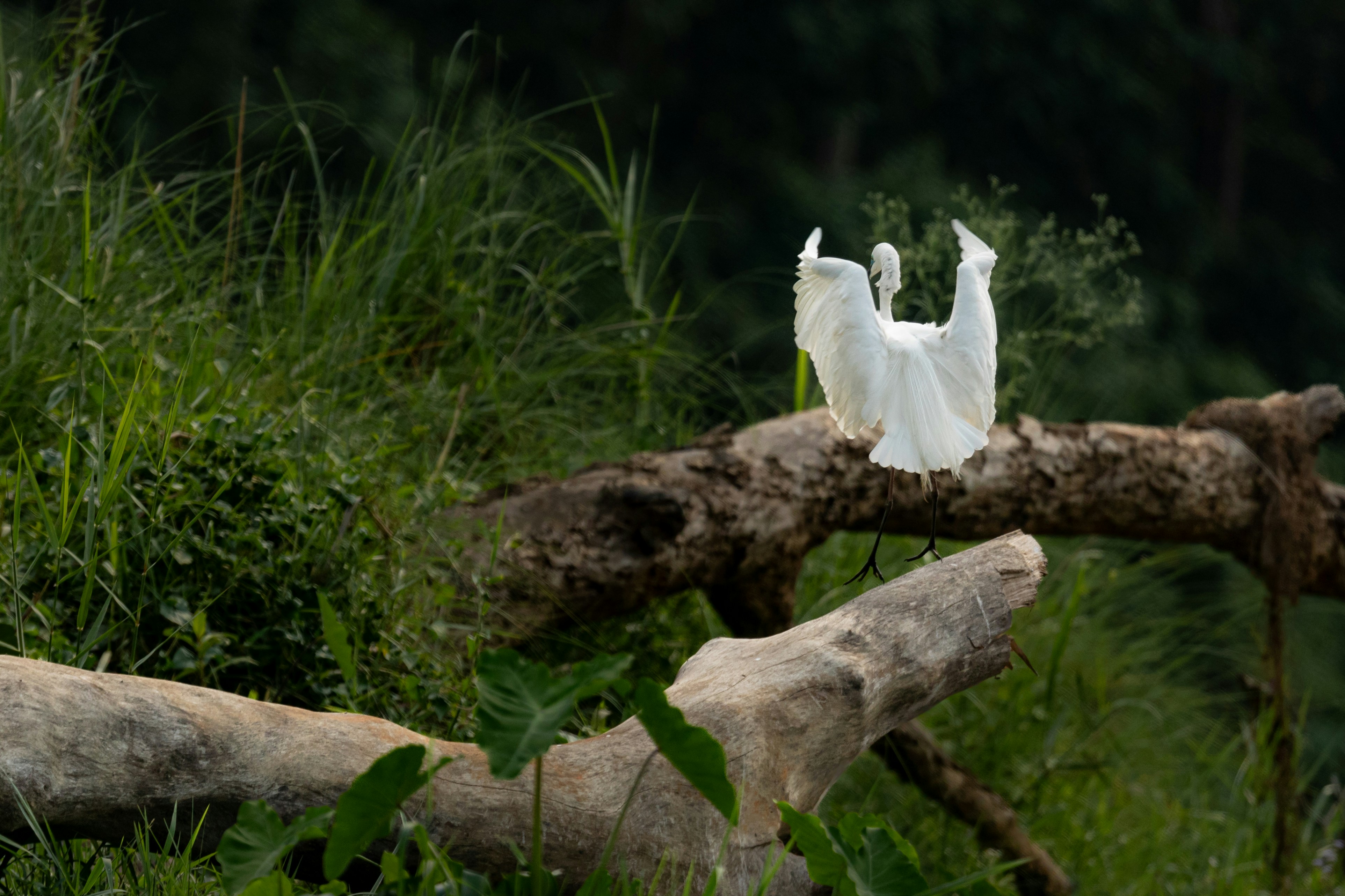 A majestic white egret is seen standing tall on a log against the dense forest backdrop of Chitwan National Park