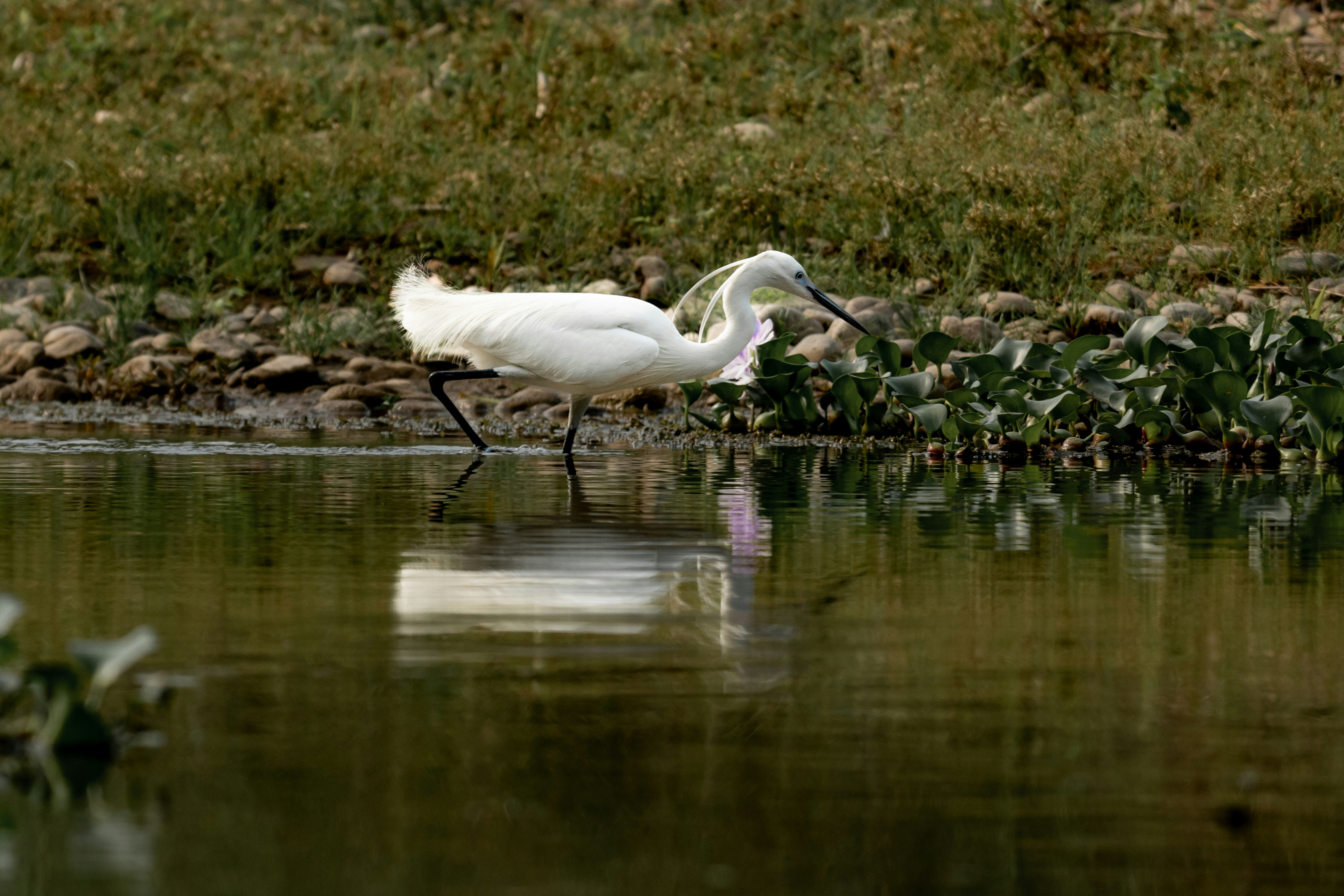 A majestic white egret is seen standing tall on a log against the dense forest backdrop of Chitwan National Park. With its elegant posture and bright white plumage, the egret symbolizes purity