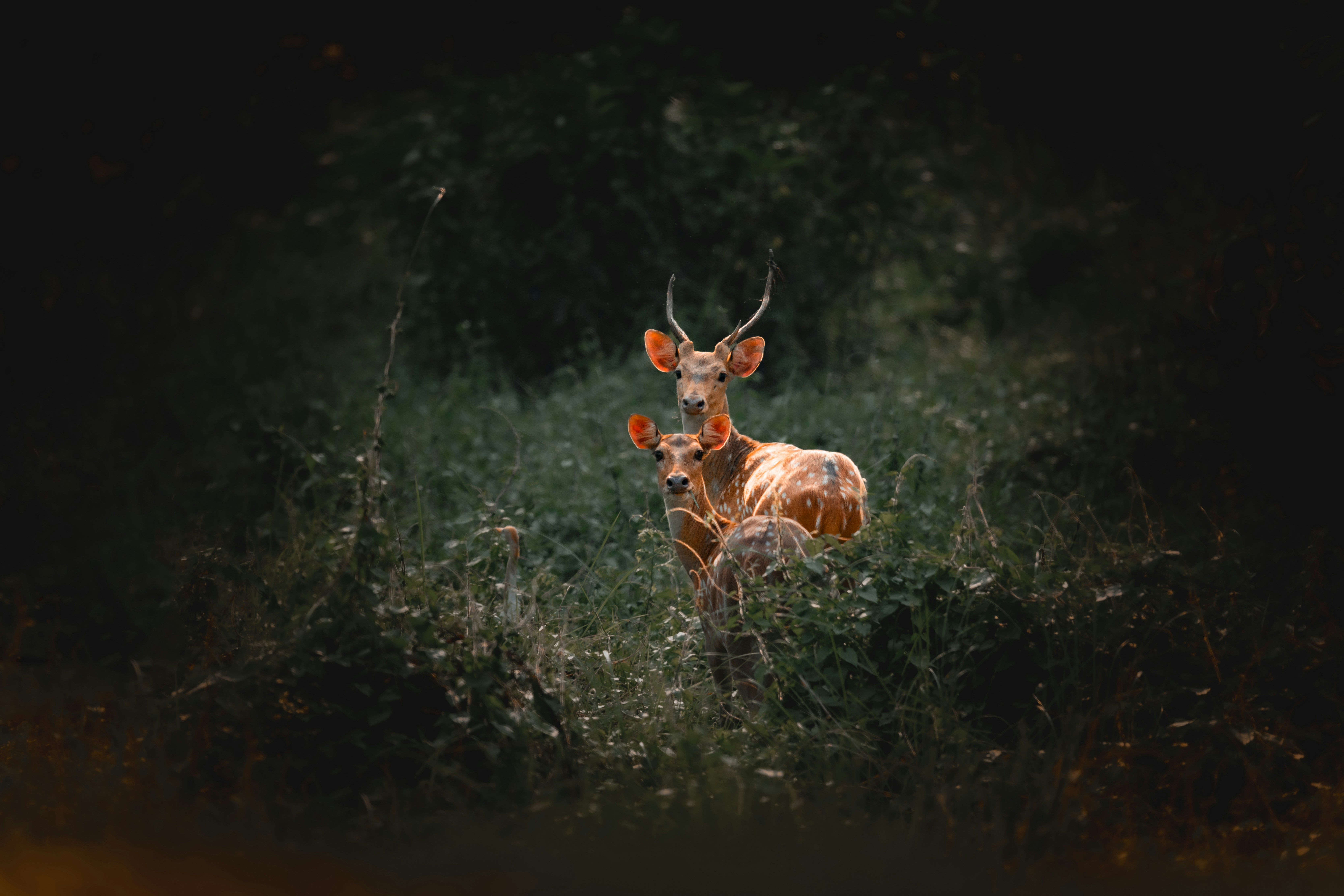 pair of spotted deer emerging from the dense foliage of Chitwan National Park