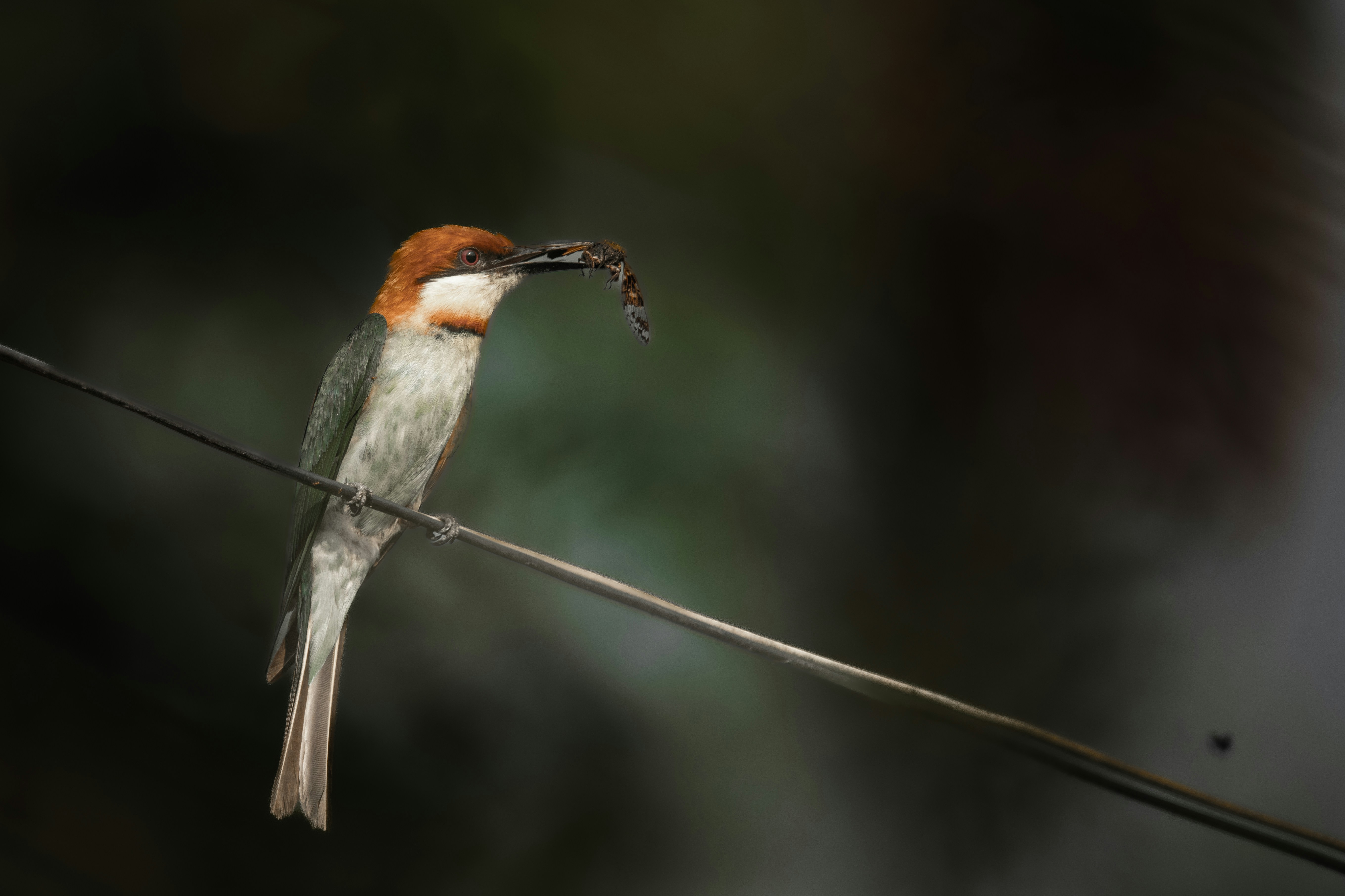 Dragonfly in Beak, Wirebound Hunter on a Quiet Afternoon