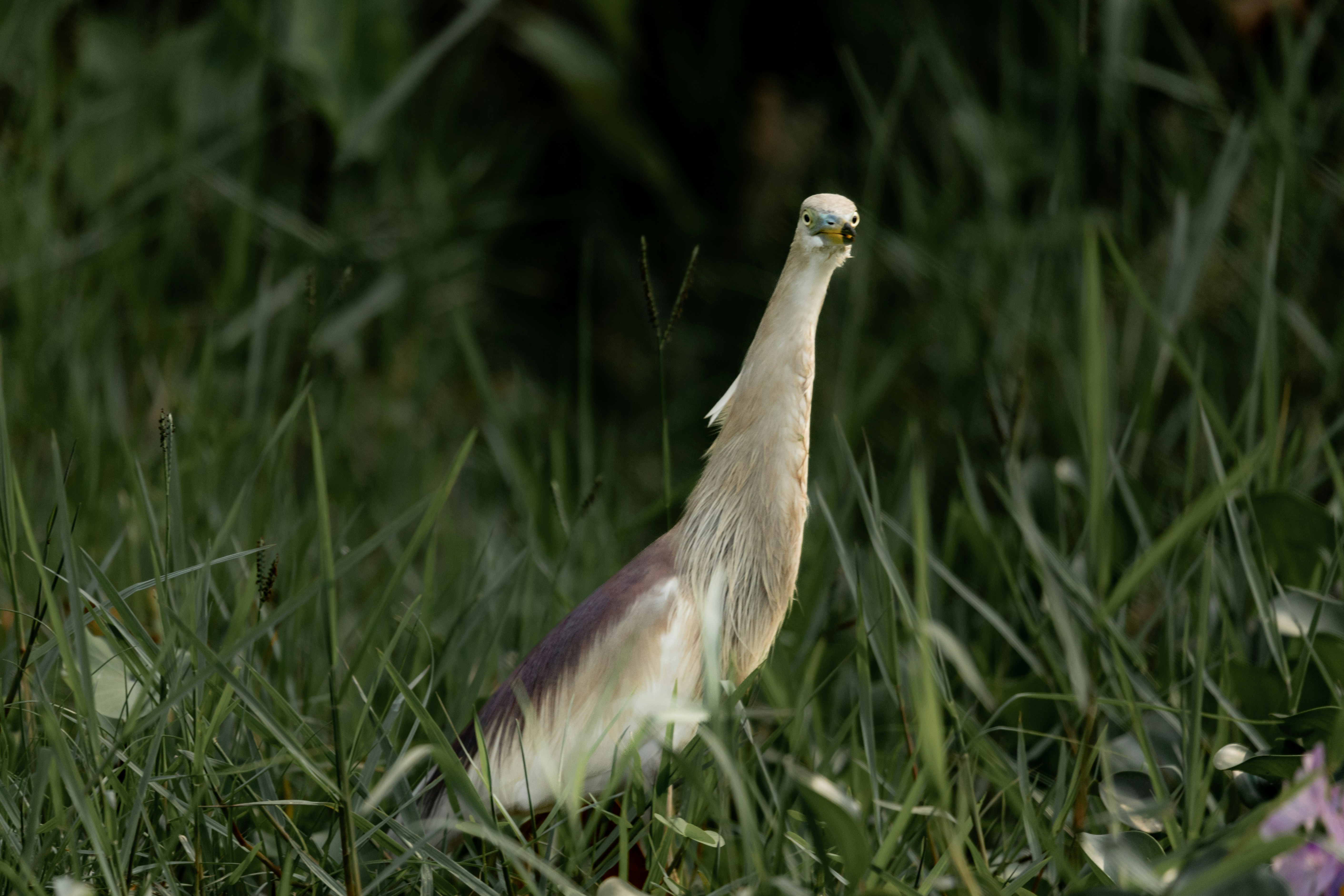 The Meadow Sentinel: a pale-necked bird in green grass