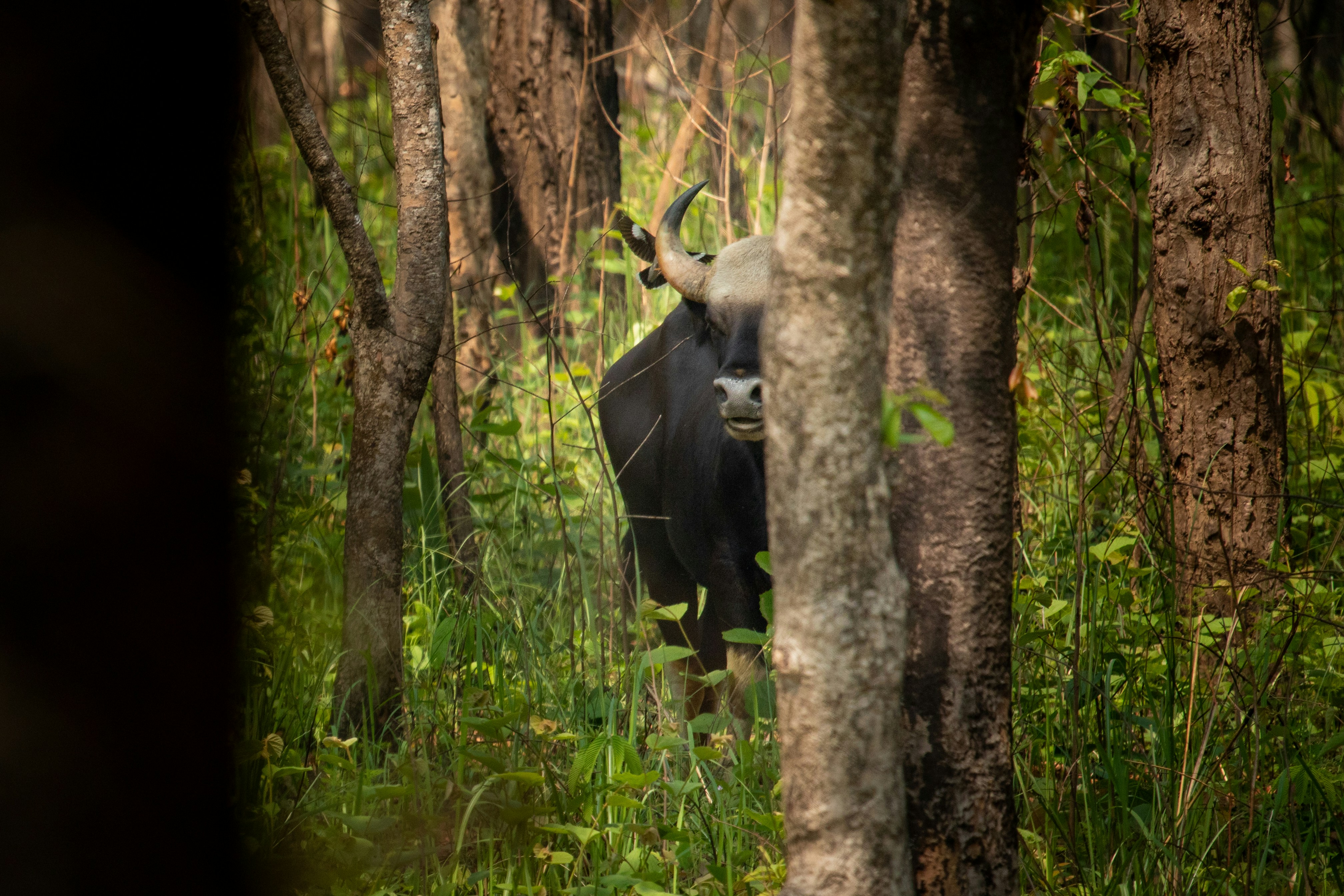 A powerful gaur, also known as the Indian bison, peers through the forest in Chitwan National Park, Nepal. With its massive horns and muscular frame