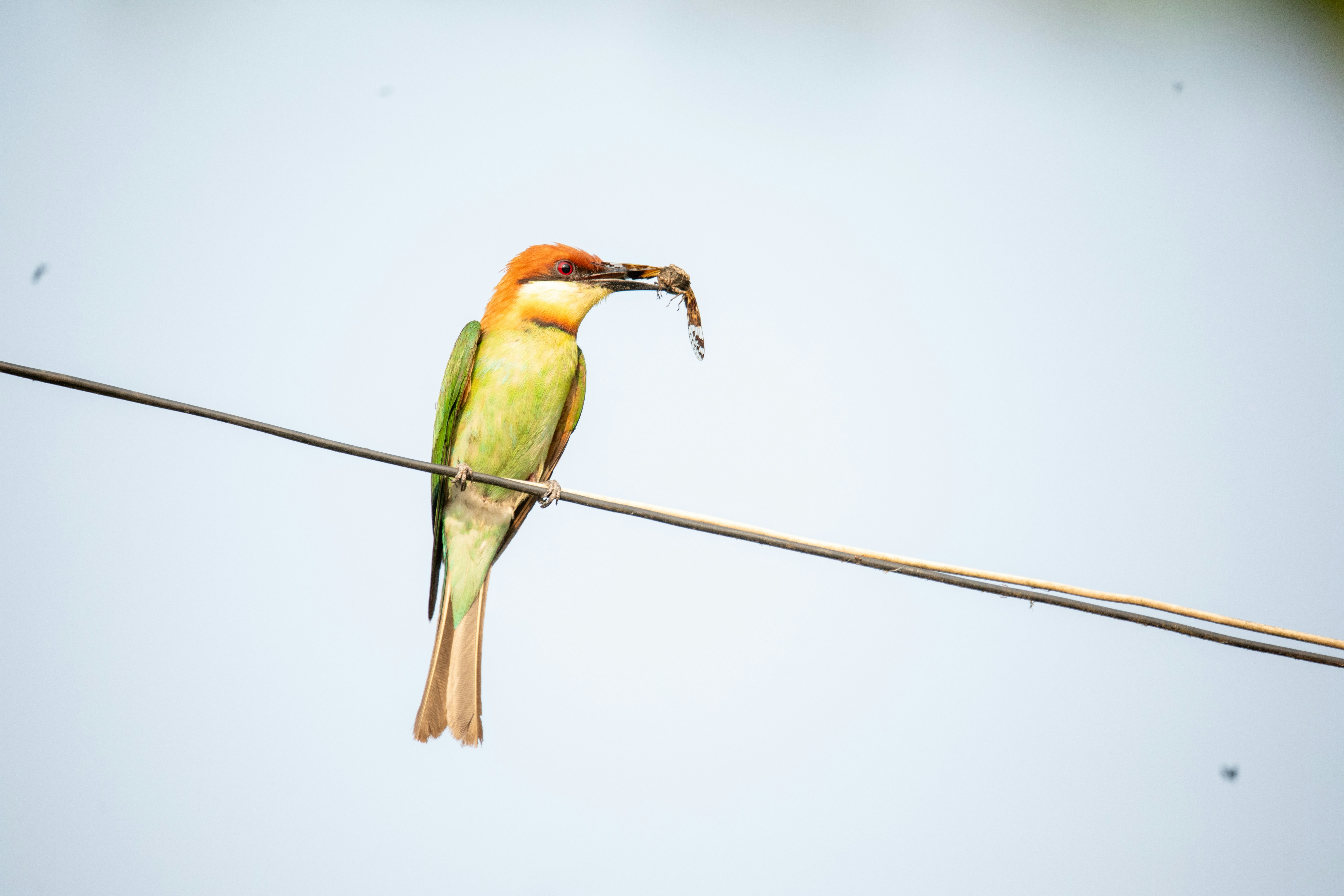A vibrant chestnut-headed bee-eater perches on a dry branch in Chitwan with insect on its mouth