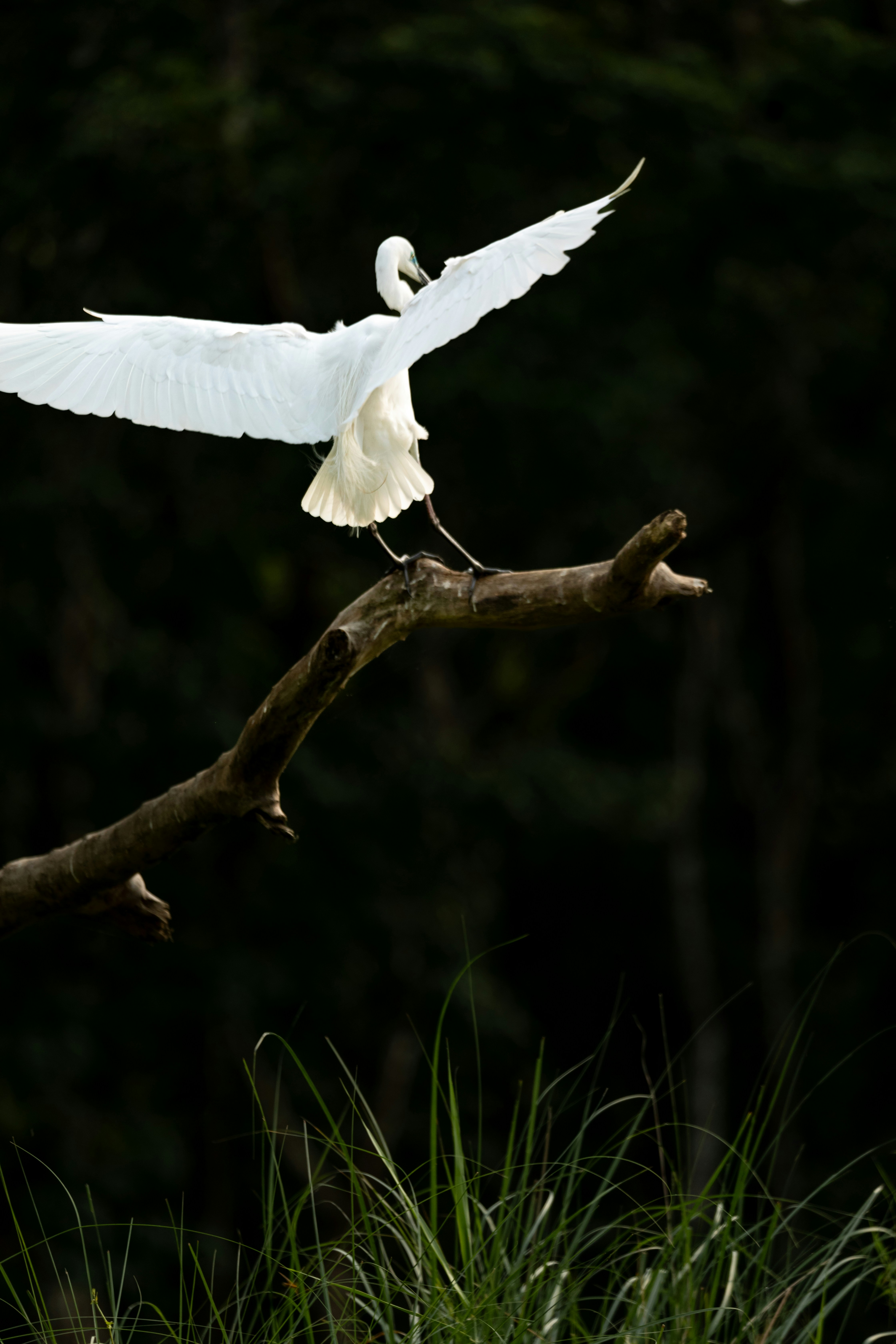Winged Pause on a Weathered Branch in a Shadowed Forest
