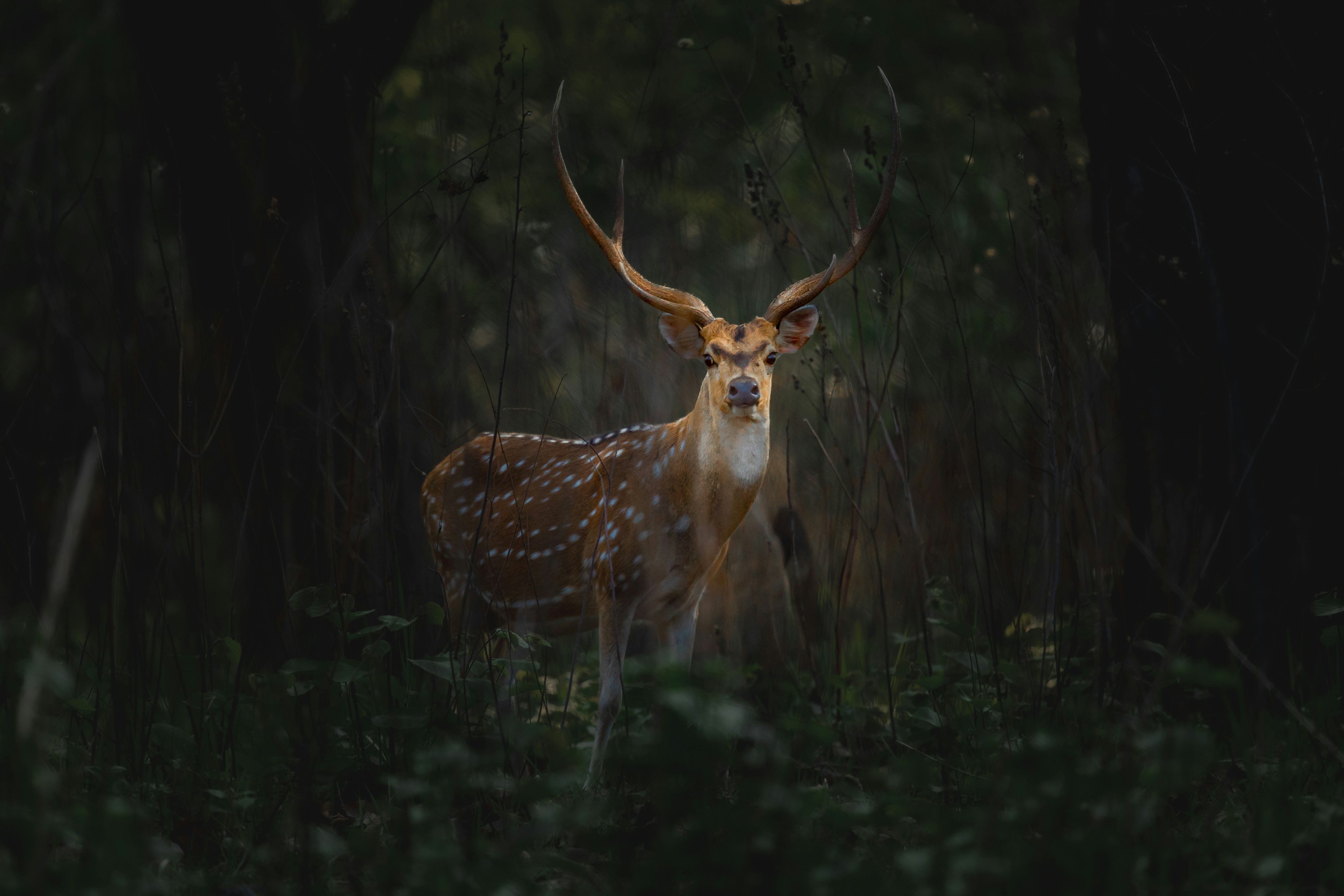 A spotted deer moves through the forest of Chitwan, led by a majestic stag with tall antlers, symbolizing strength, beauty, and harmony in the wild