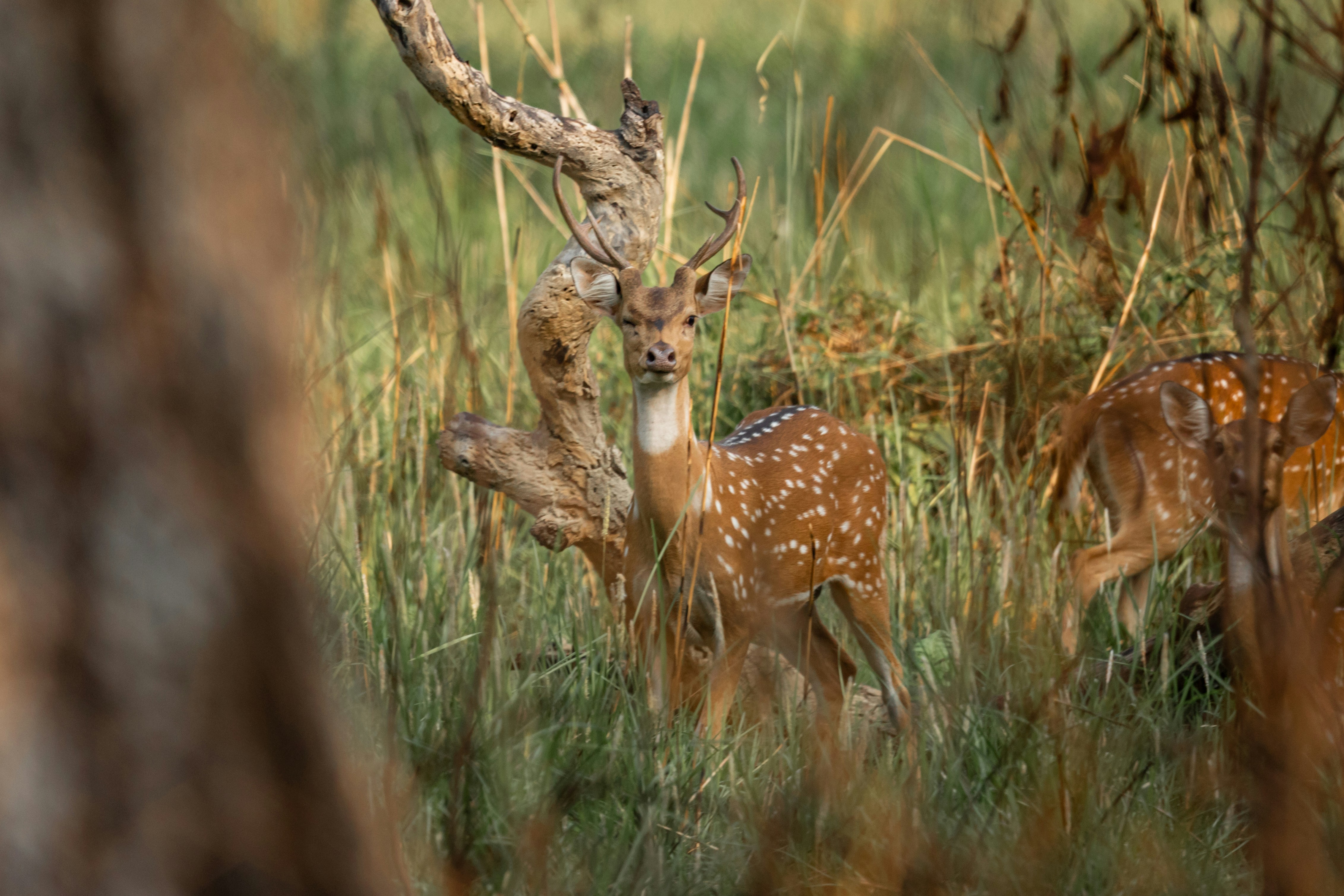 A herd of spotted deer moves through the forest of Chitwan, led by a majestic stag with tall antlers, symbolizing strength, beauty, and harmony in the wild