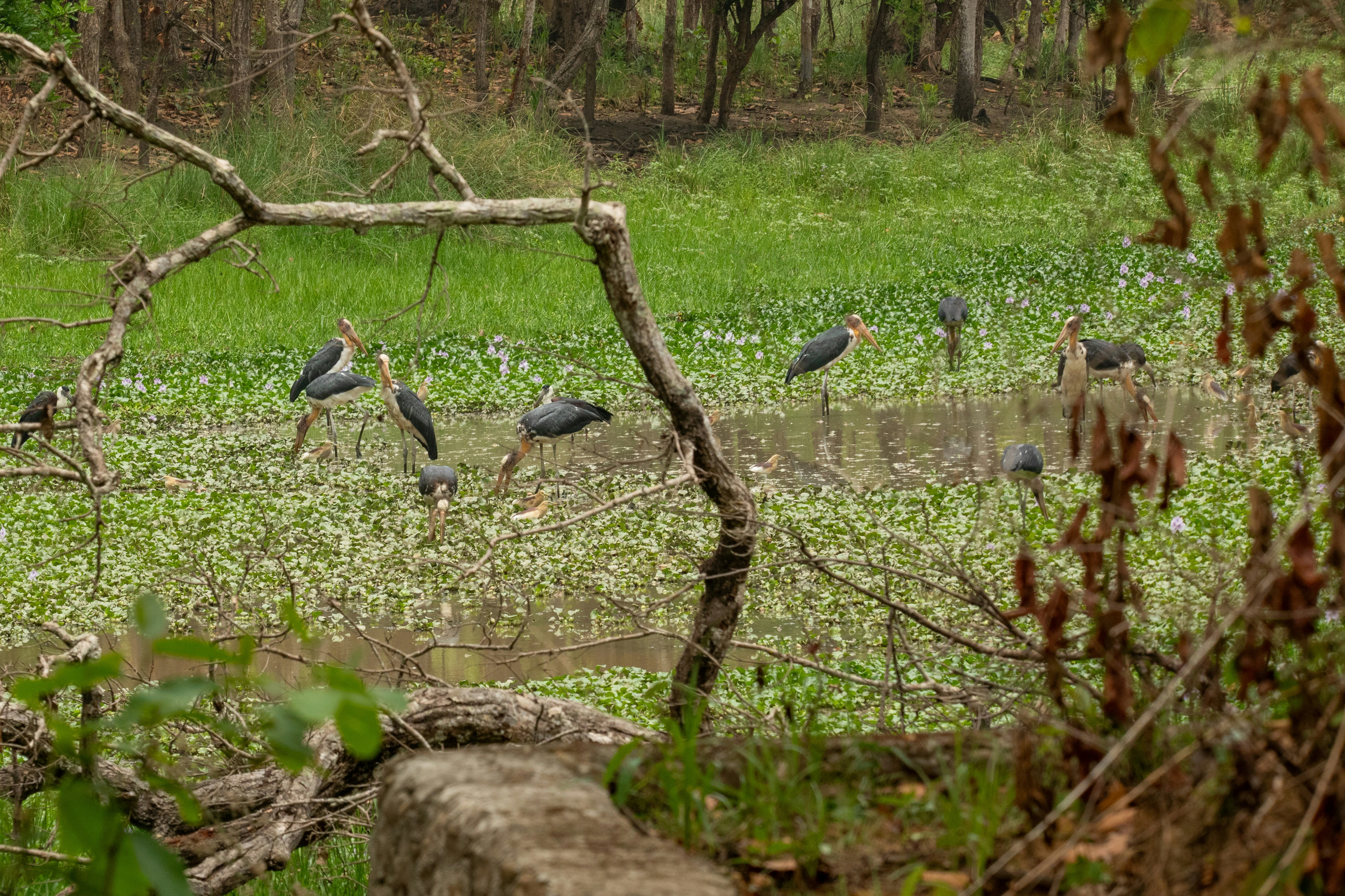 Verdant Marsh: A Gentle Parade of Egrets