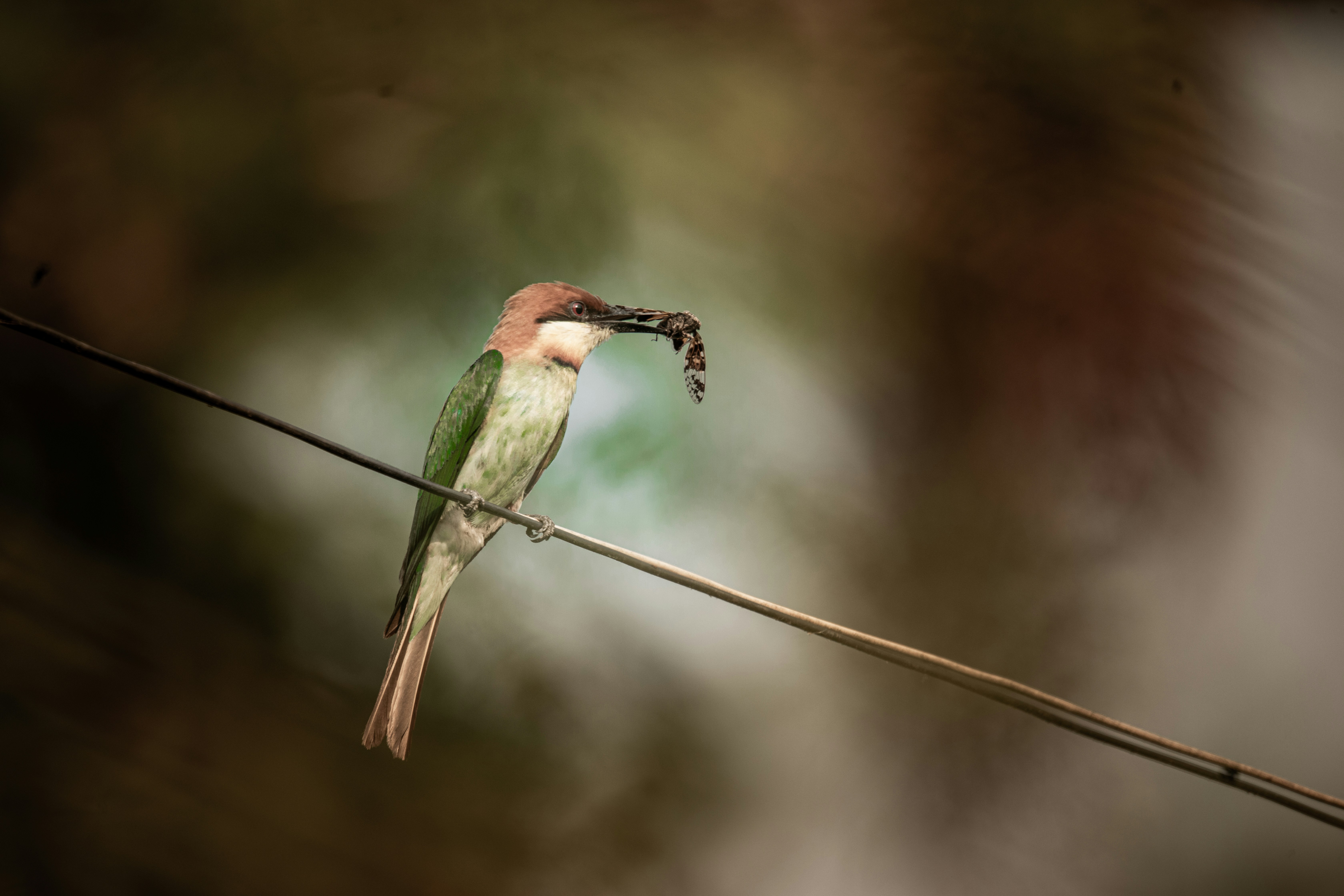 A vibrant chestnut-headed bee-eater perches on a dry branch in Chitwan with insect on its mouth
