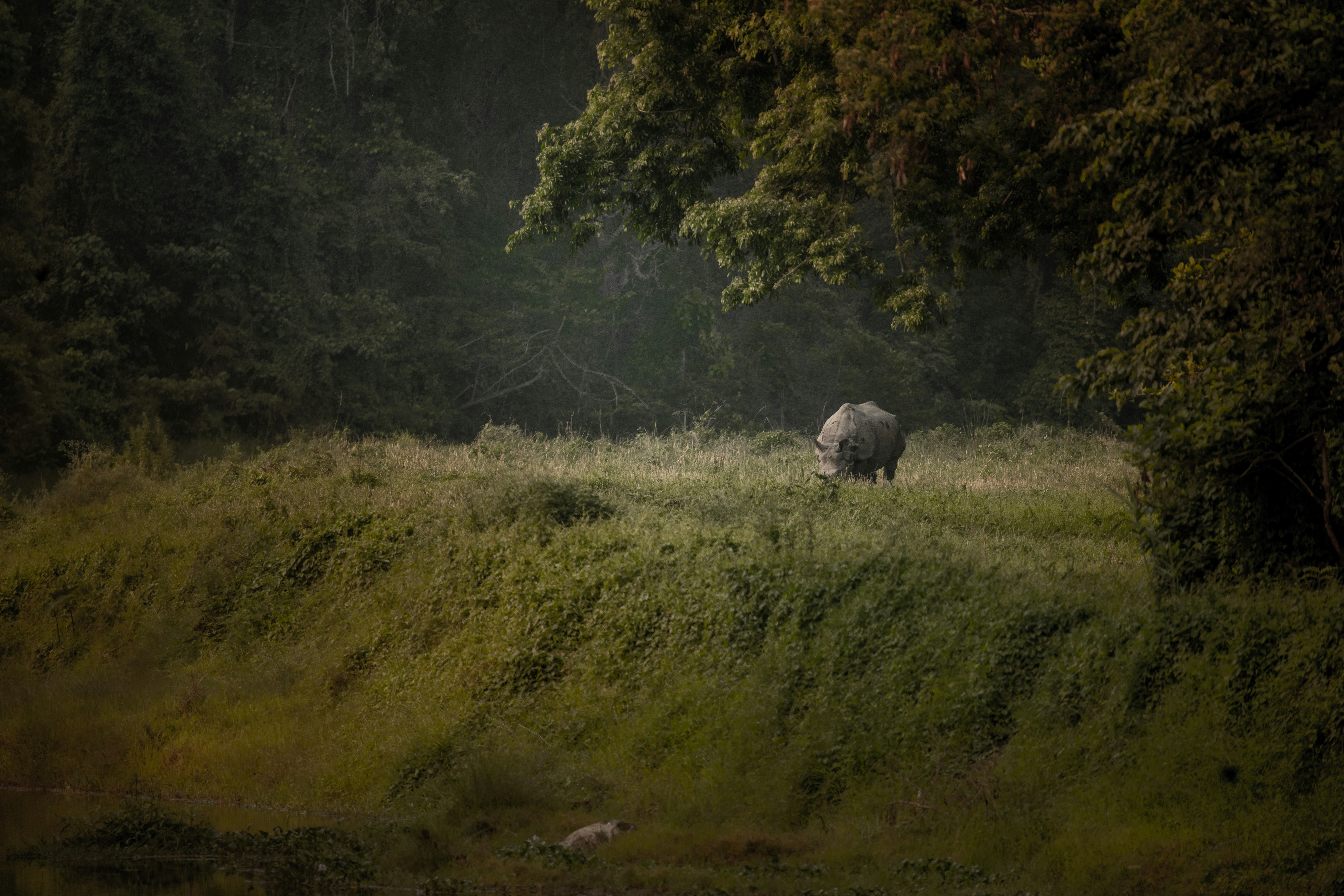 A majestic one-horned rhinoceros grazes peacefully in the vast green grasslands of Chitwan National Park. Surrounded by dense forest and bathed in soft golden light