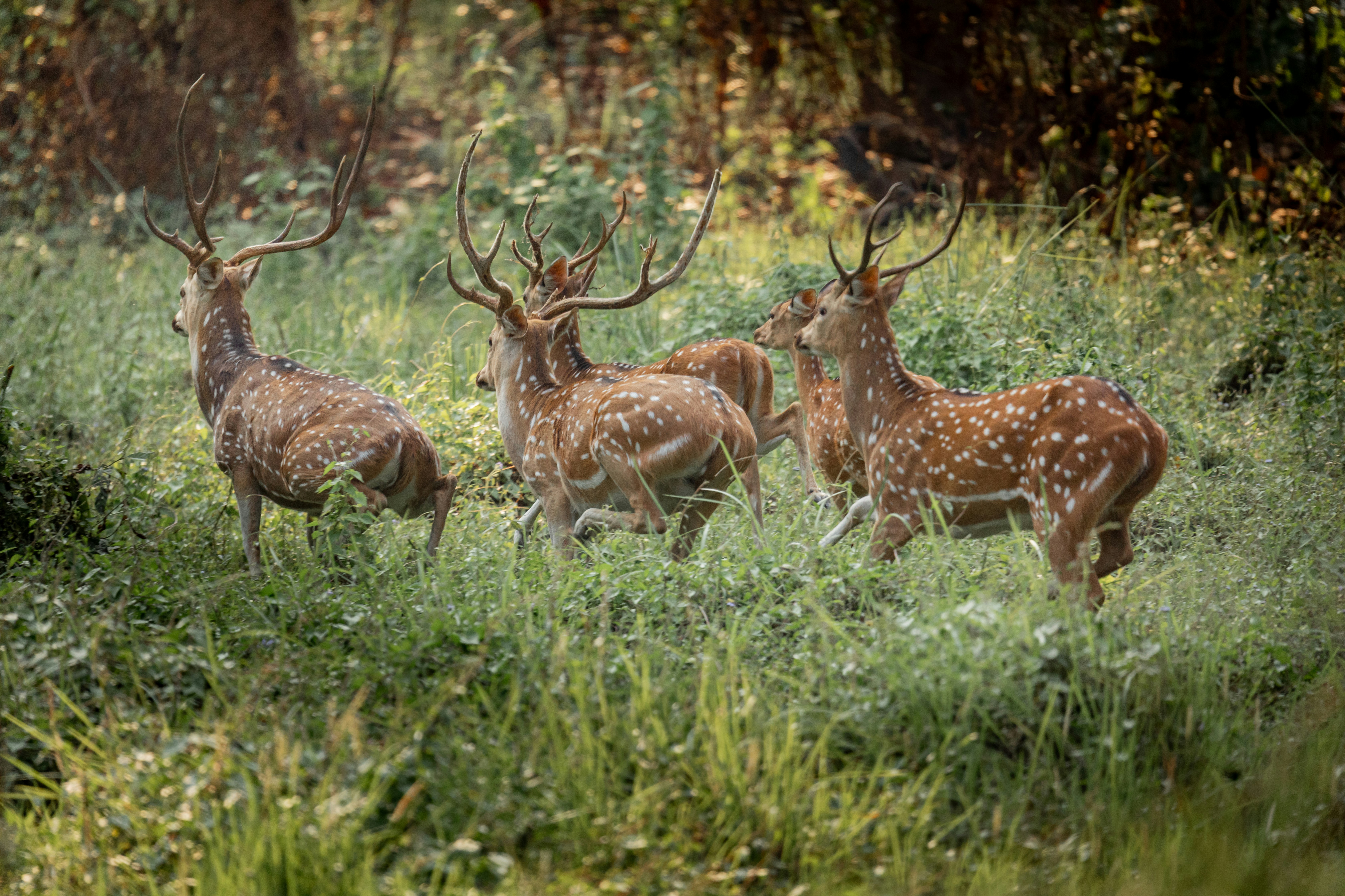 A herd of spotted deer moves through the forest of Chitwan, led by a majestic stag with tall antlers, symbolizing strength, beauty, and harmony in the wild