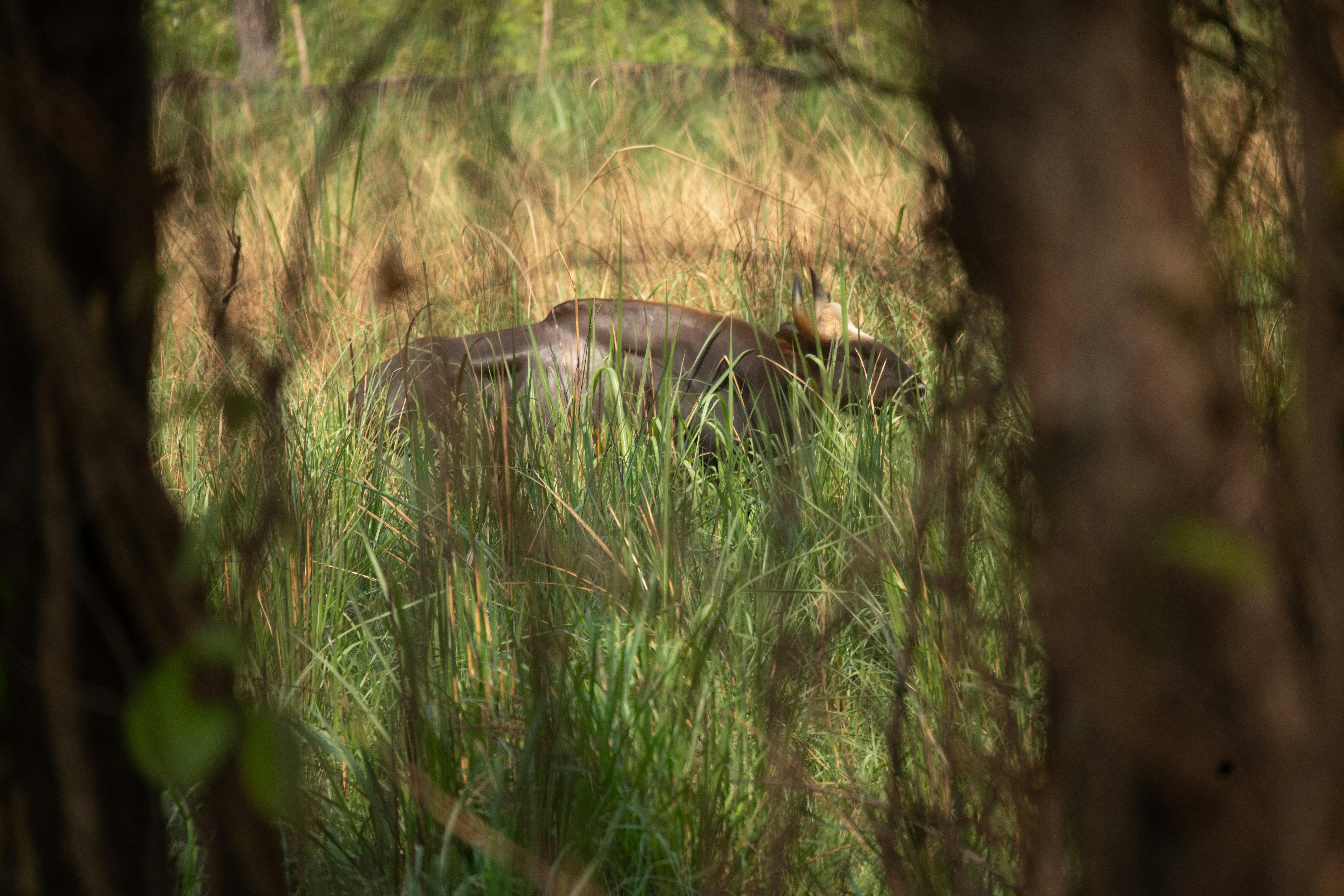 A powerful gaur, also known as the Indian bison, peers through the forest in Chitwan National Park, Nepal. With its massive horns and muscular frame
