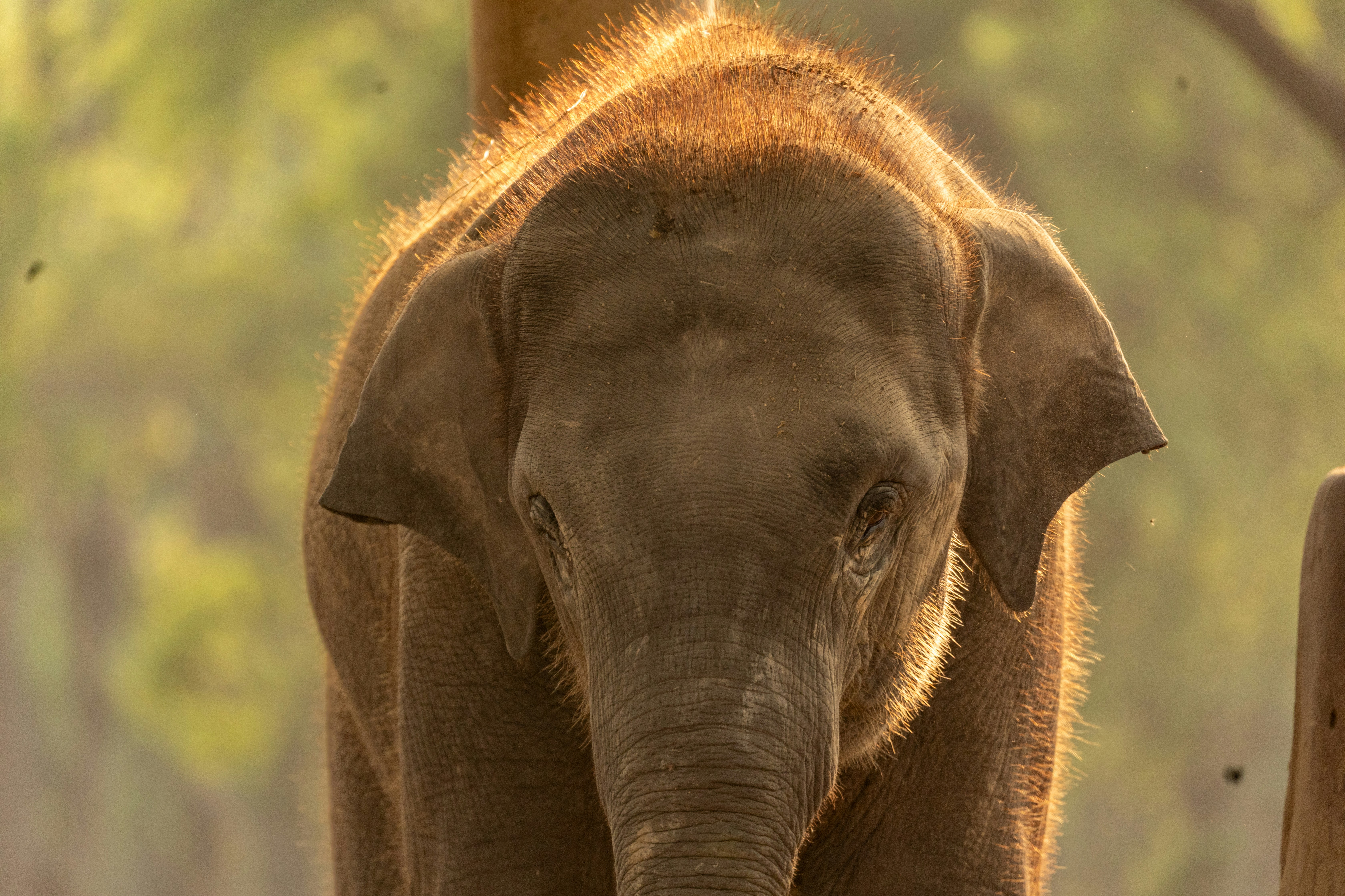 Close-Up of a Gentle Baby Elephant in Chitwan National Park
