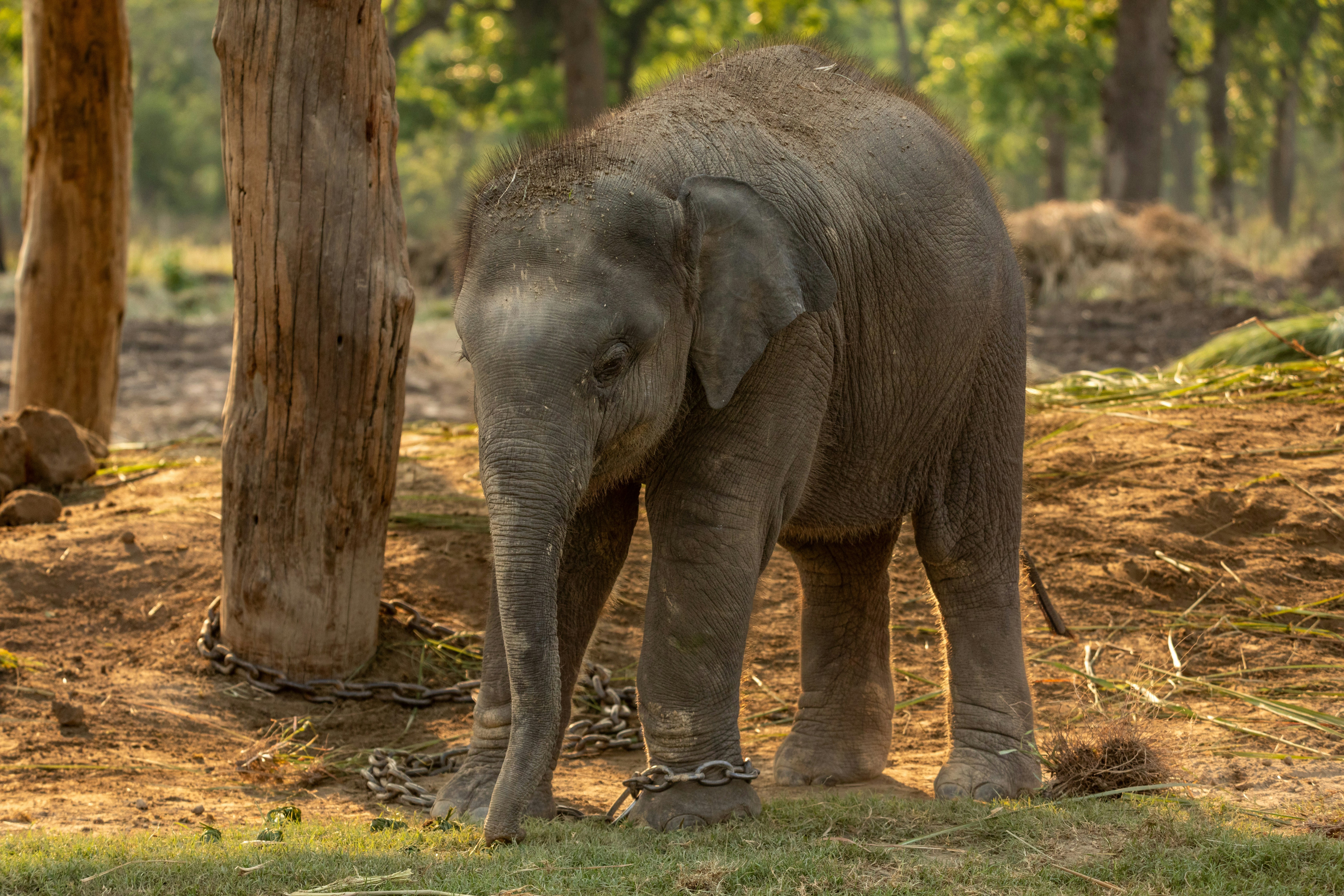 A baby elephant stands near tall trees in Chitwan National Park, Nepal, its feet bound with chains as part of the park’s captive care program.