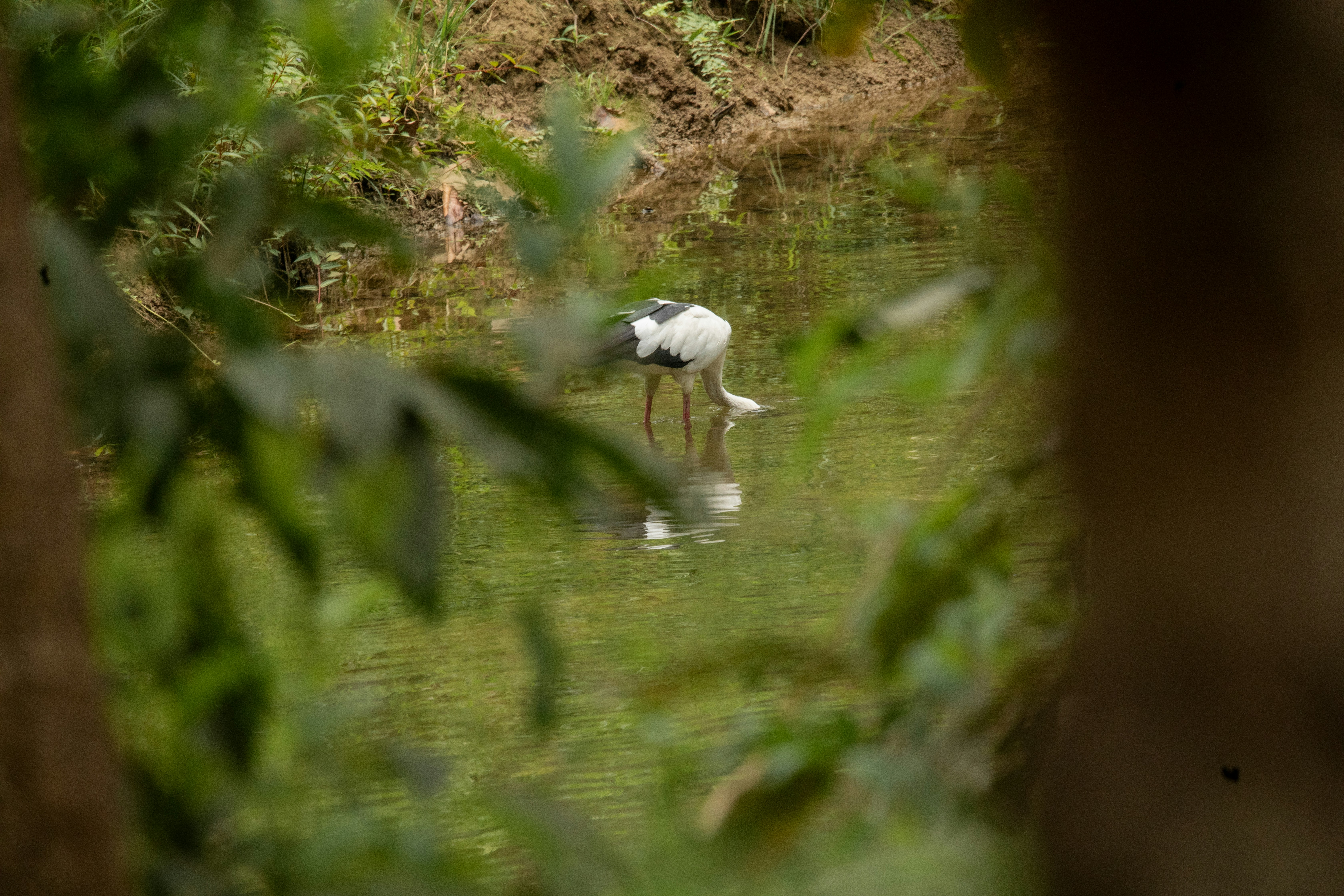 stork captured in the serene wetlands of National Park. Surrounded by lush greenery and aquatic plants, the storks are seen wading in shallow water for searching food