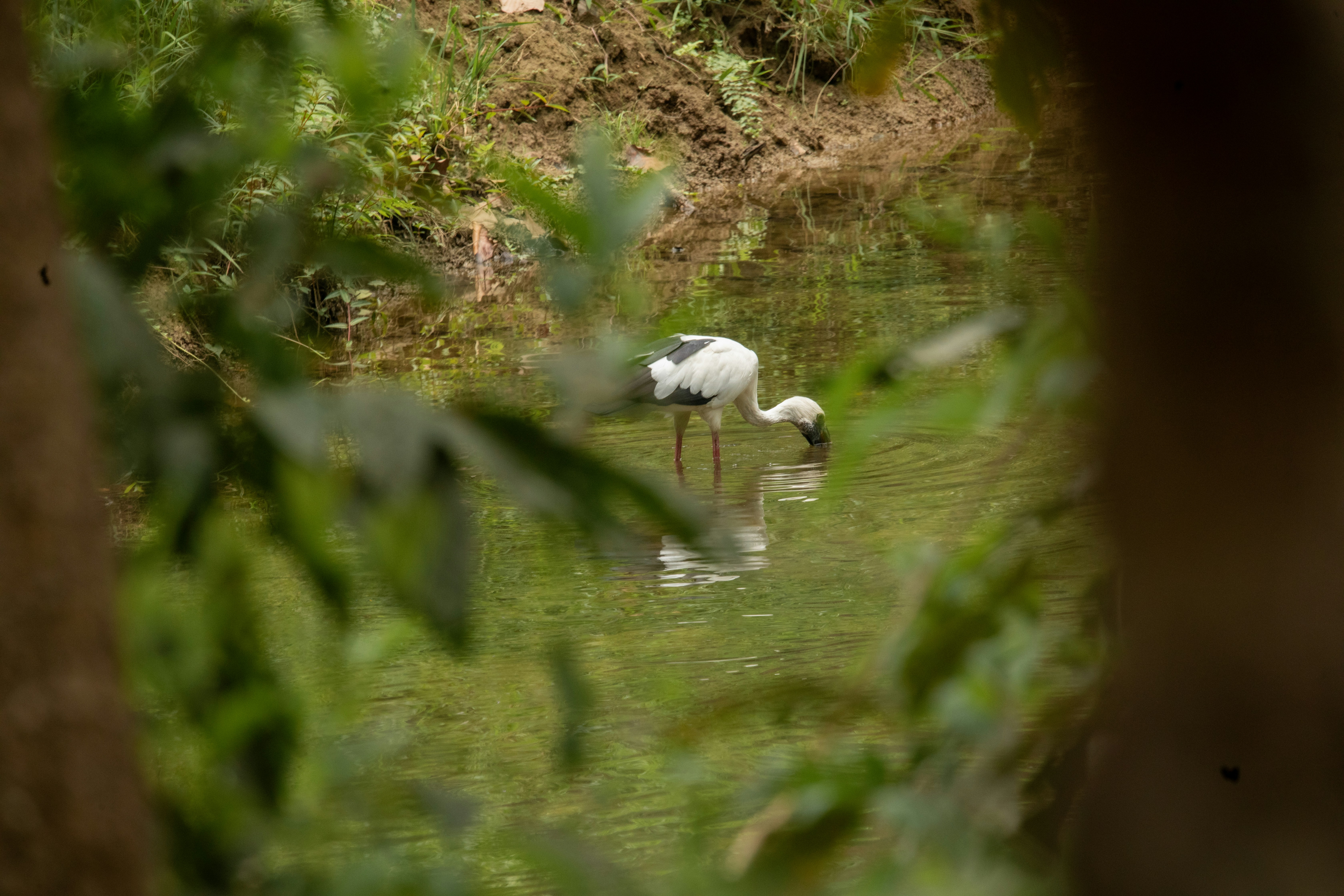 Egret at the Edge of a Quiet Pond, Framed by Foreground Foliage