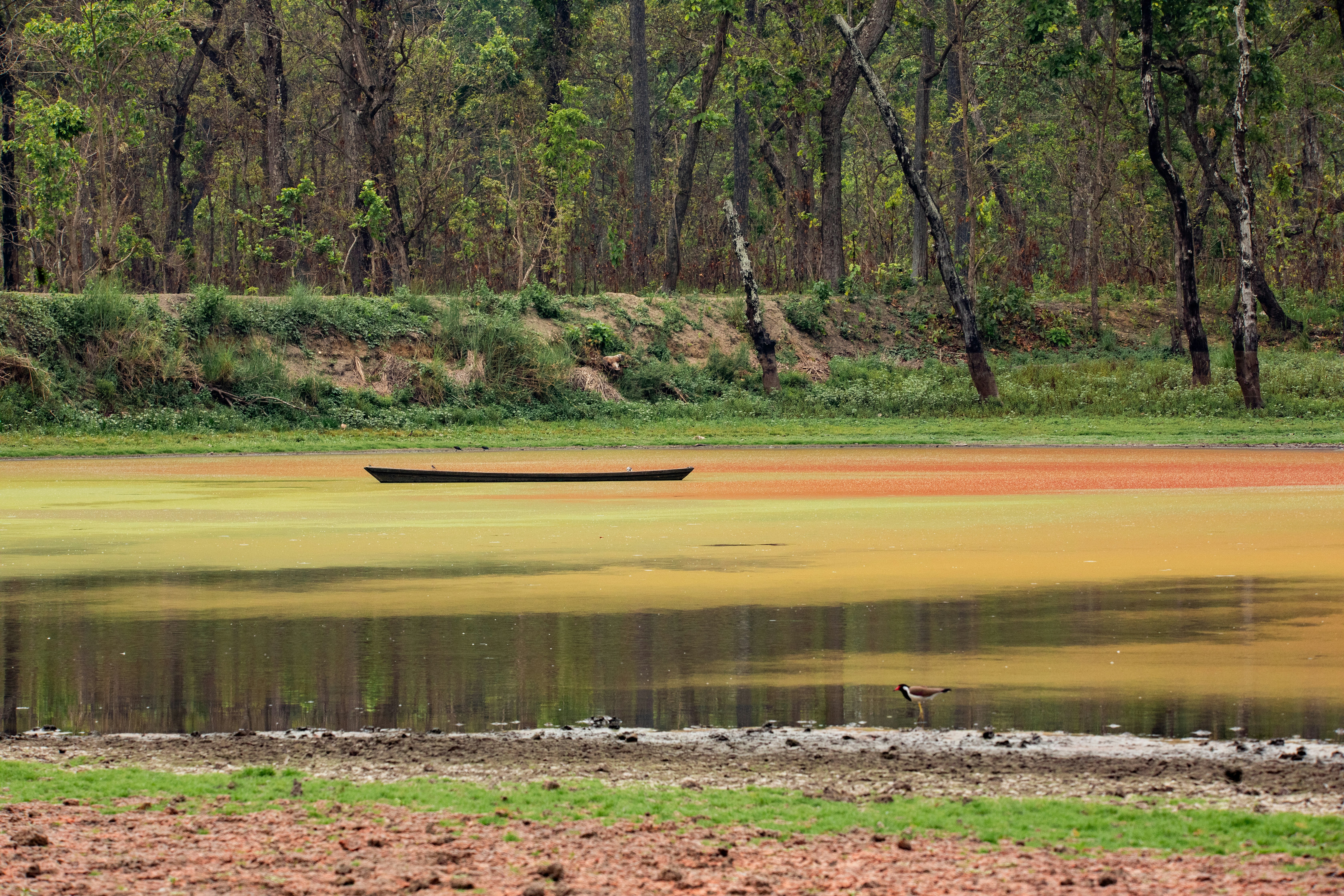 Boat at Lake with Green and red Algae in Chitwan