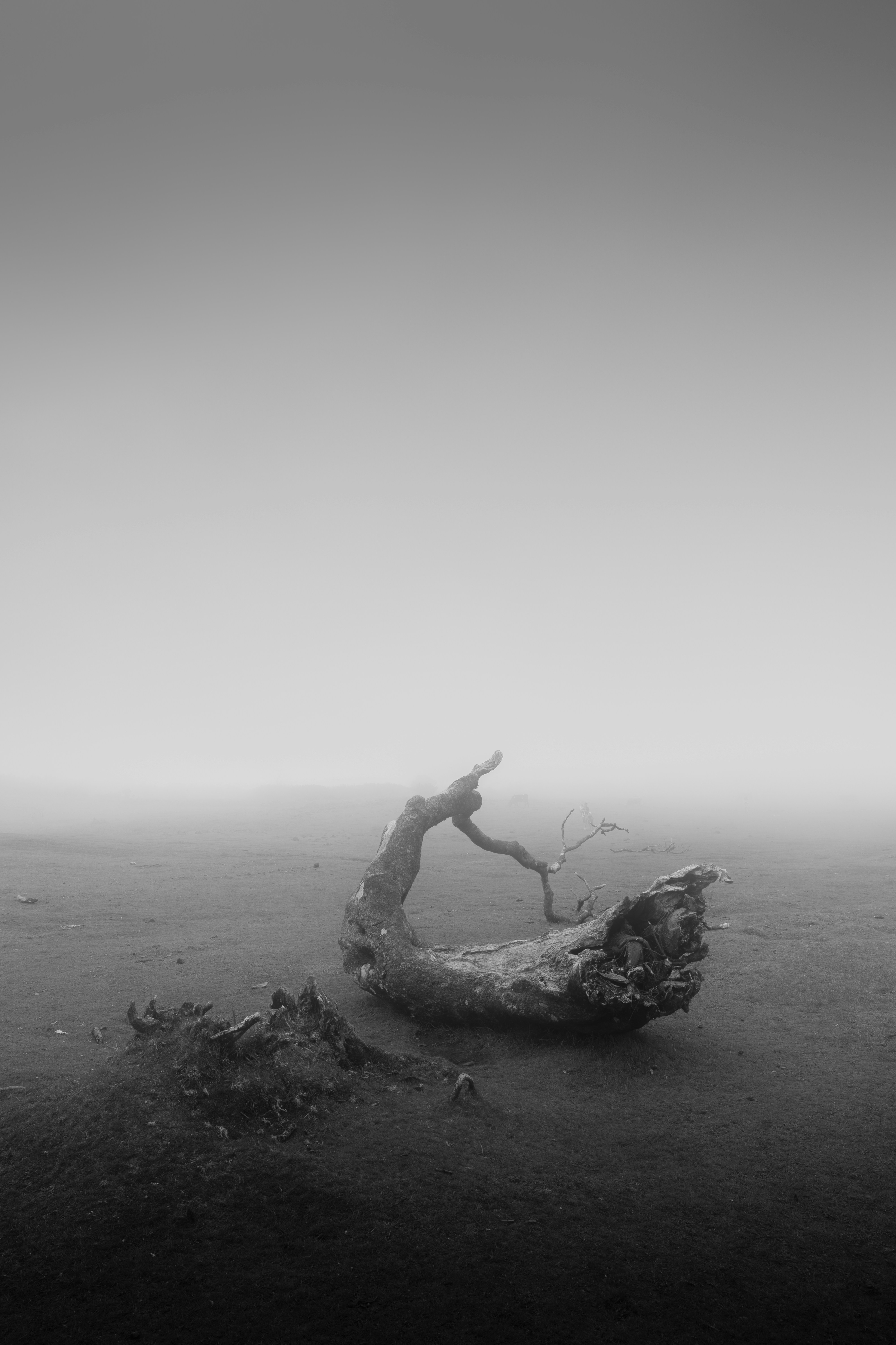 Driftwood Sentinel on a Fogbound Shore