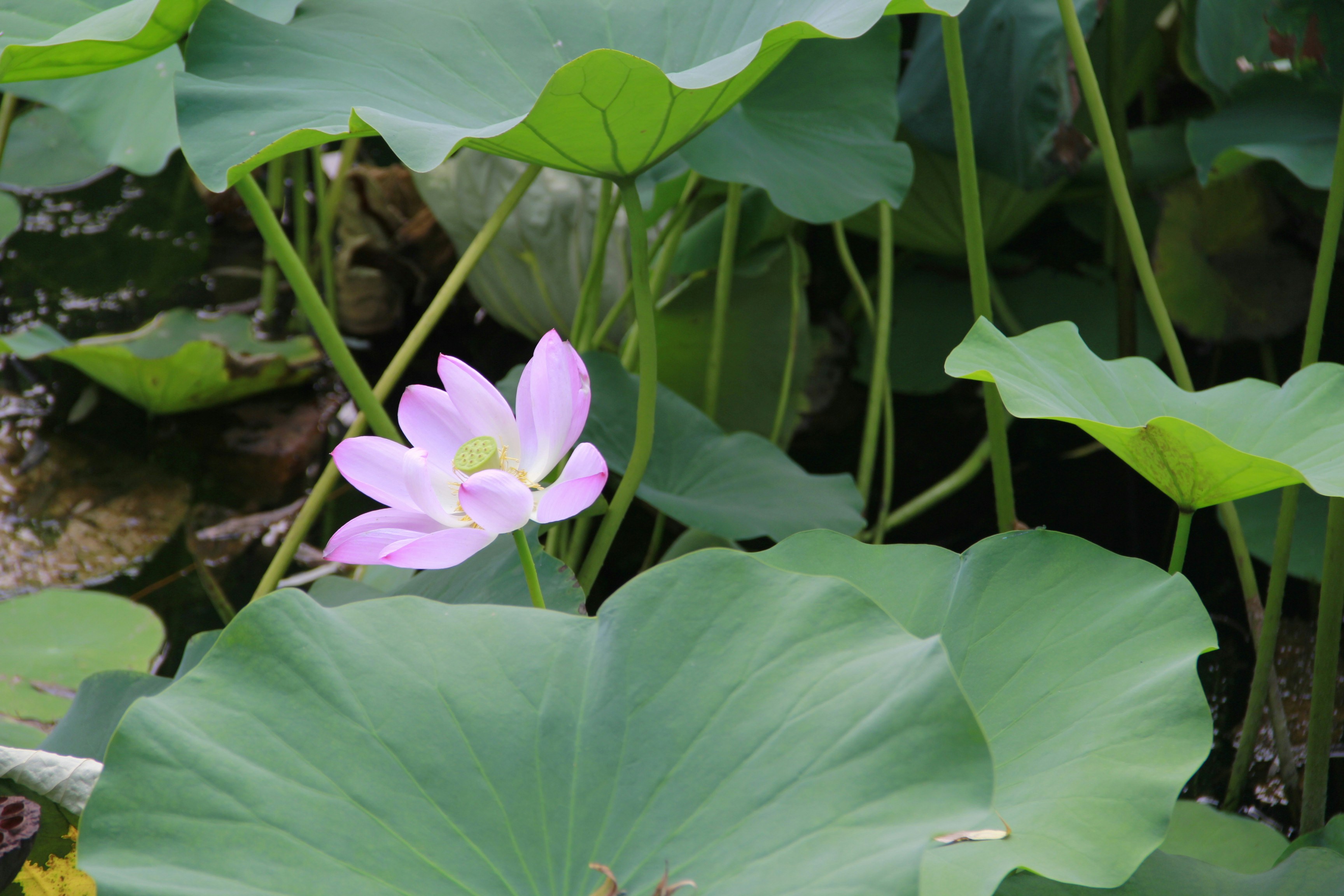 Pink Lotus Rising Among Emerald Pads