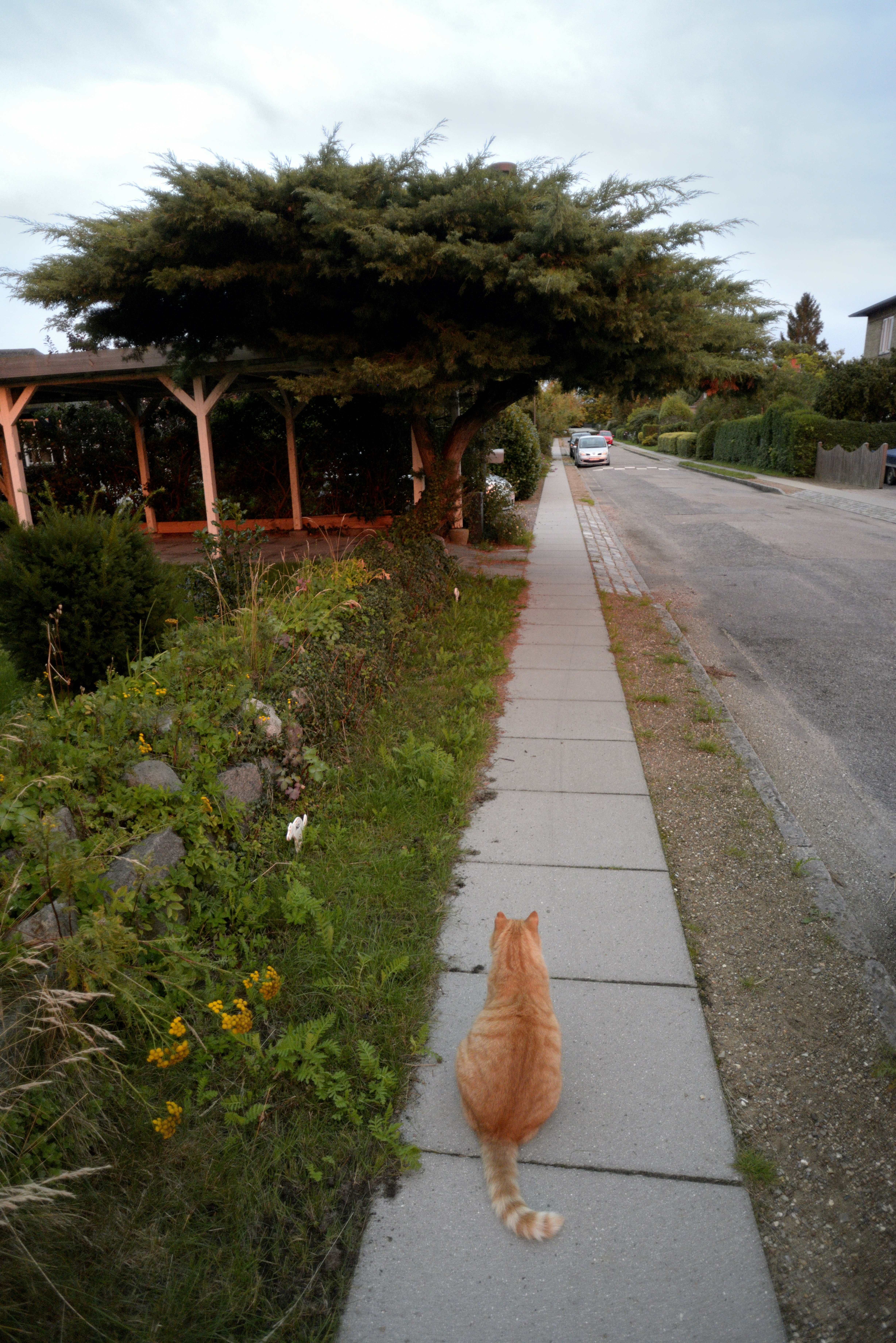Cat in the last sunlight of the day.