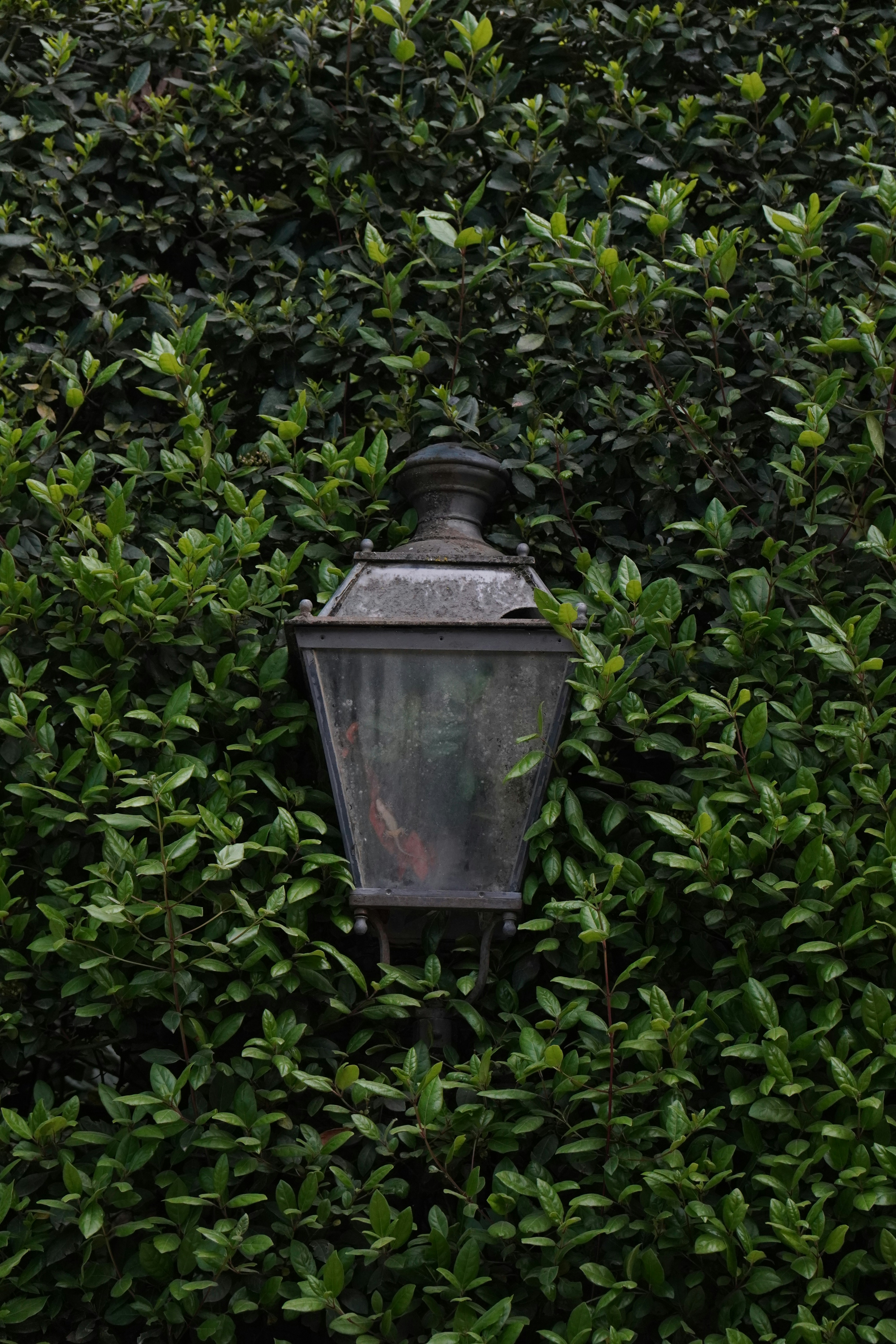 Iron Lantern in a Green Veil