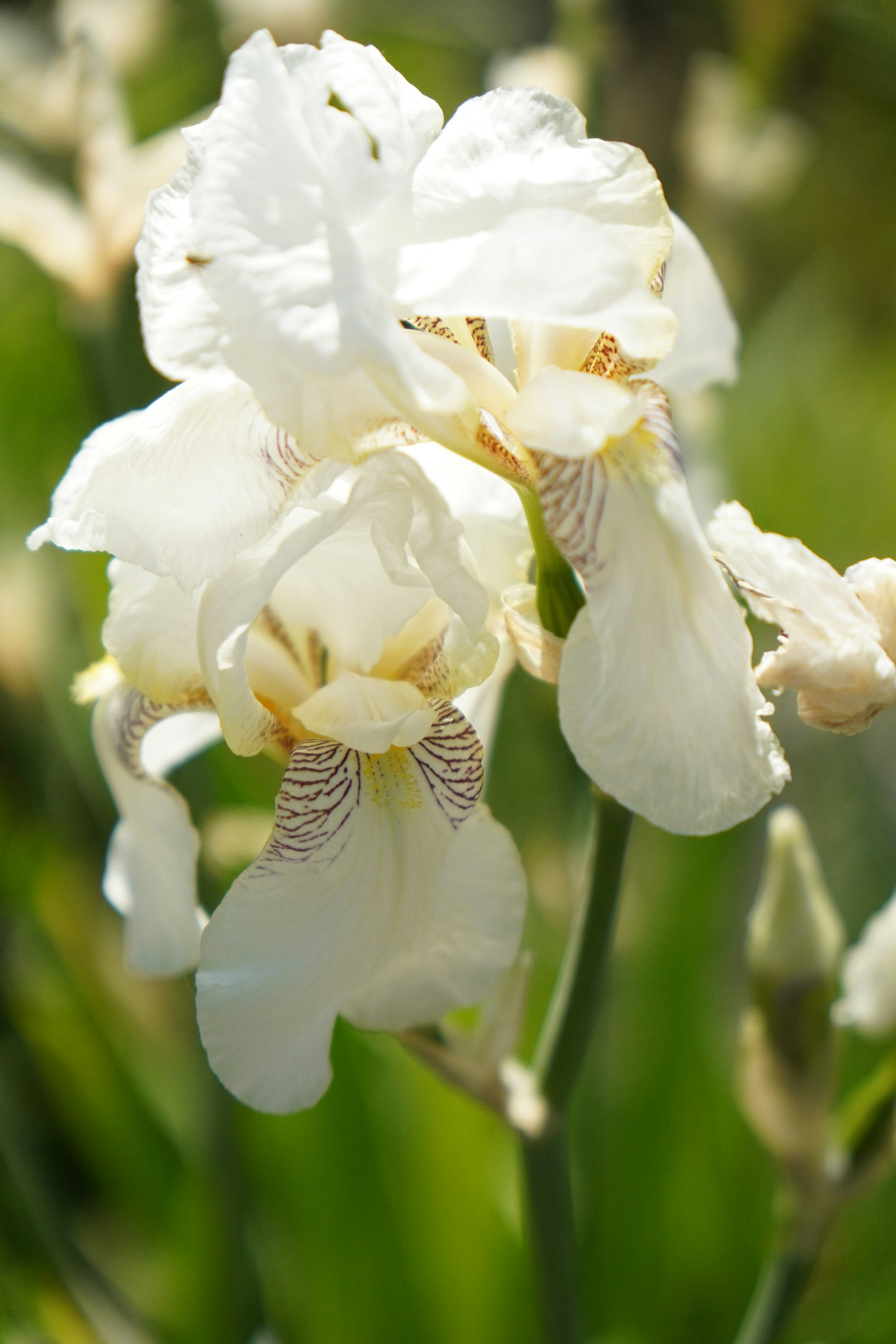 Ivory Iris in Sunlit Silence