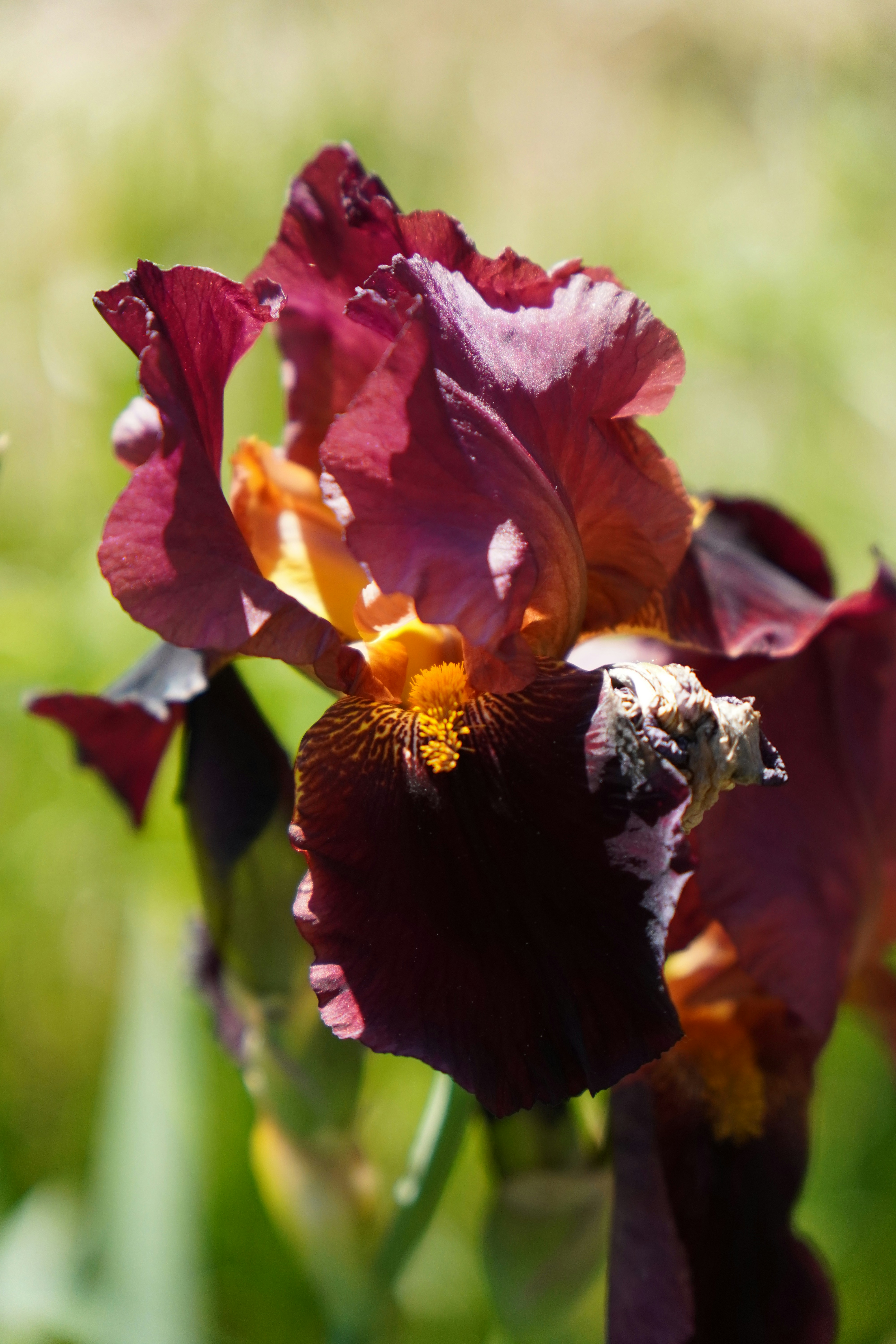A deep red iris flower with yellow accents. photo – Free Flower Image ...