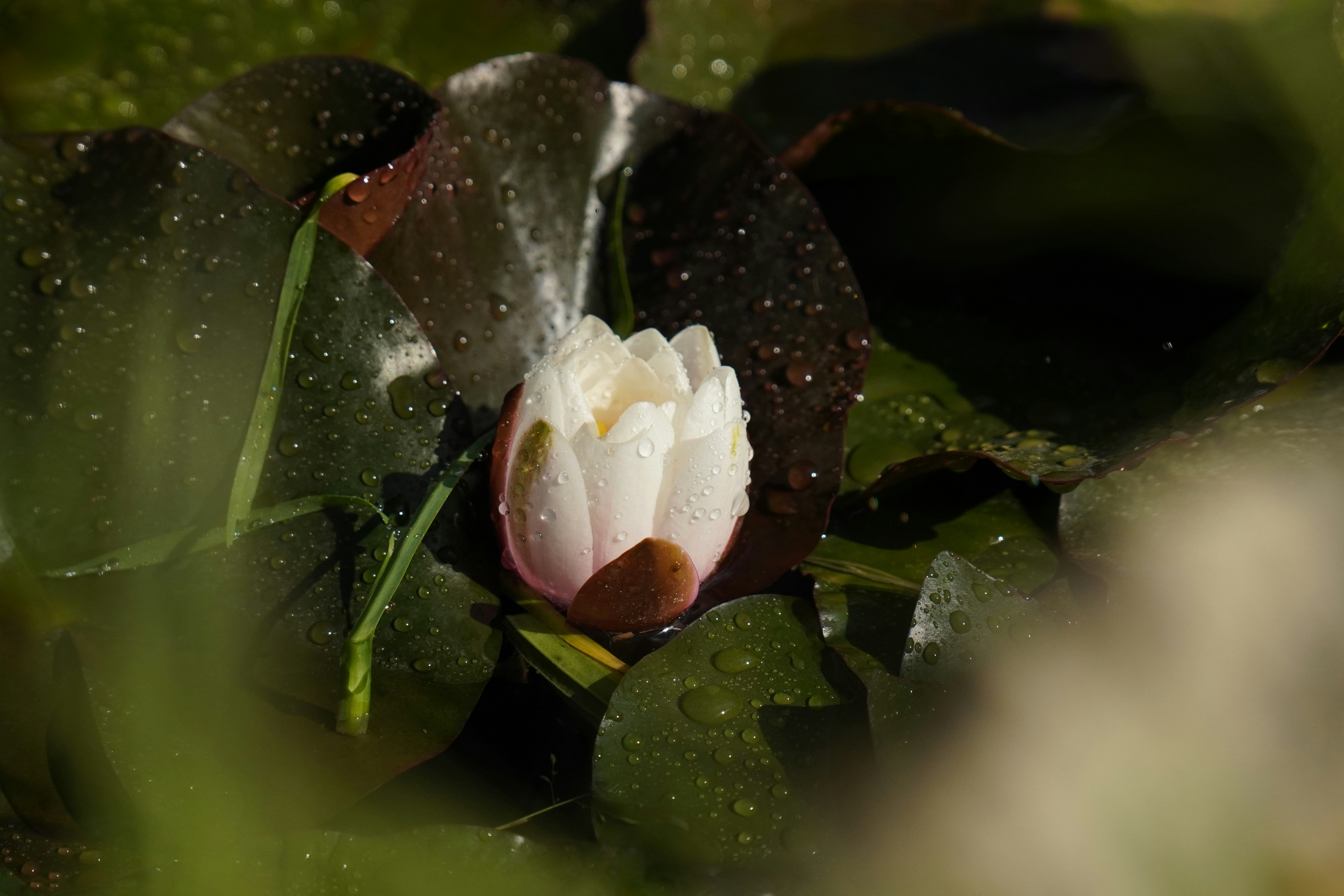 Dew-Kissed White Bud Among Shadowed Lily Pads