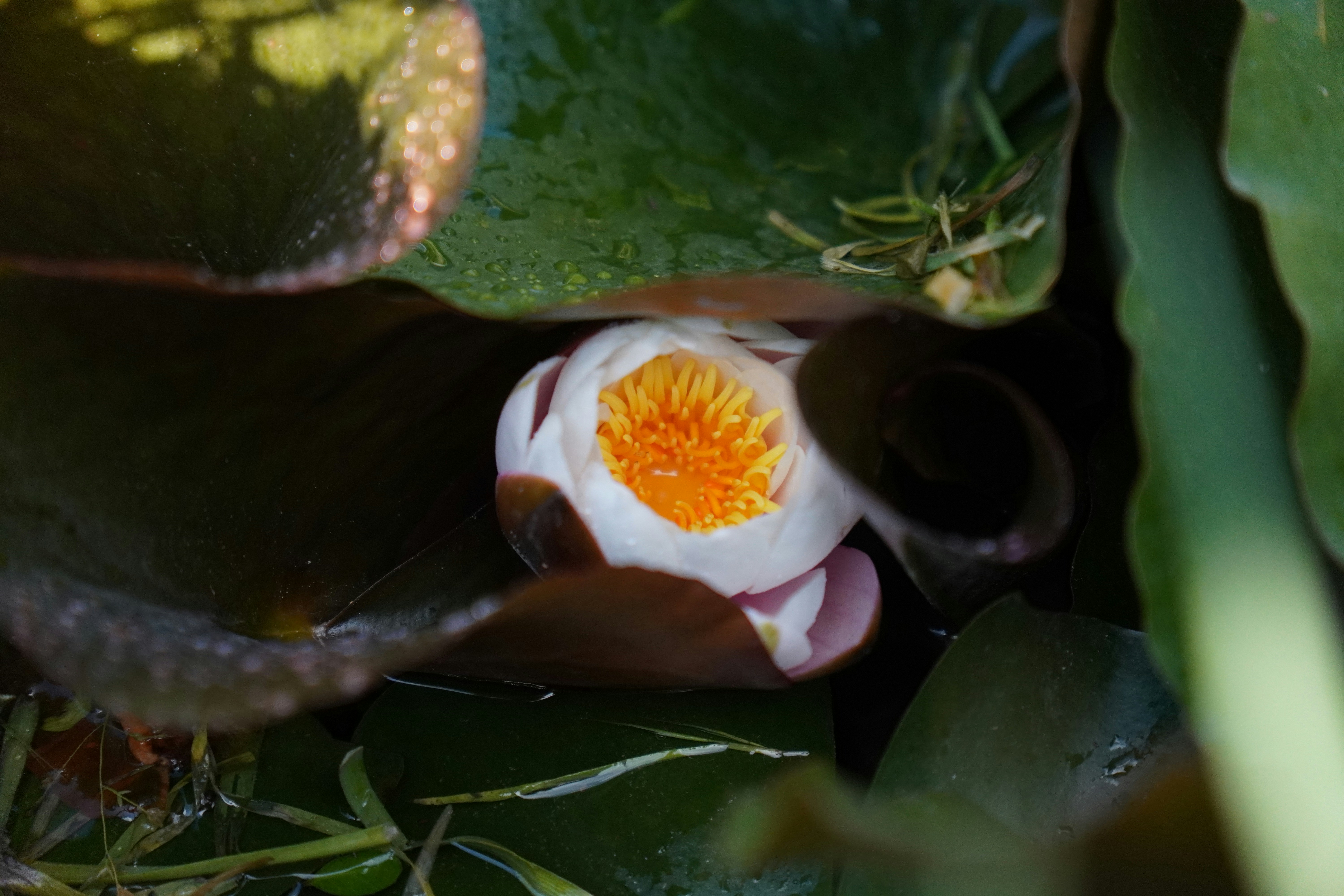 Centerpiece in Quiet Light: A Water Lily Emerges from Dark Pond Shadows