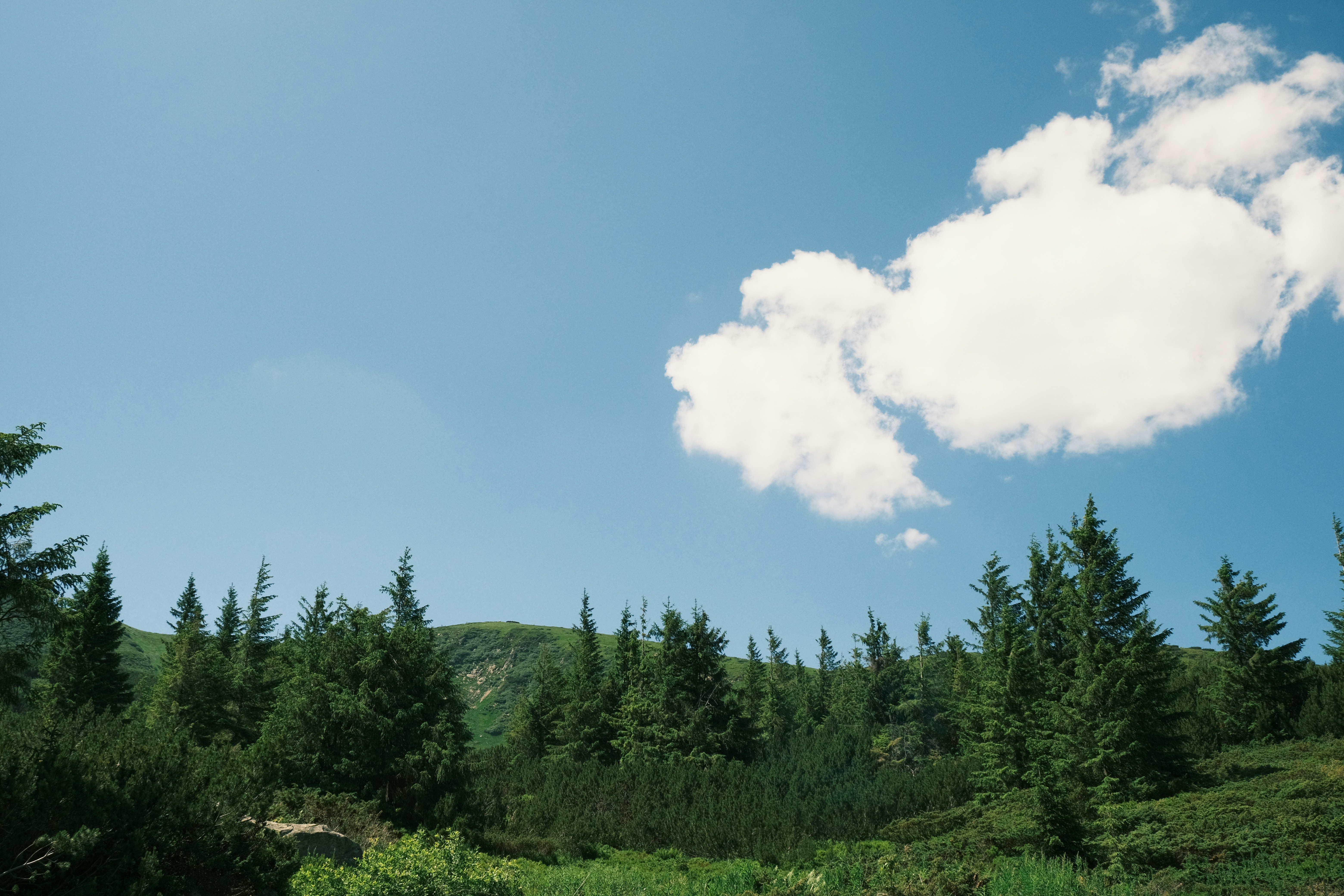 Cloud Crown Over a Pine Ridge under a Clear Sky