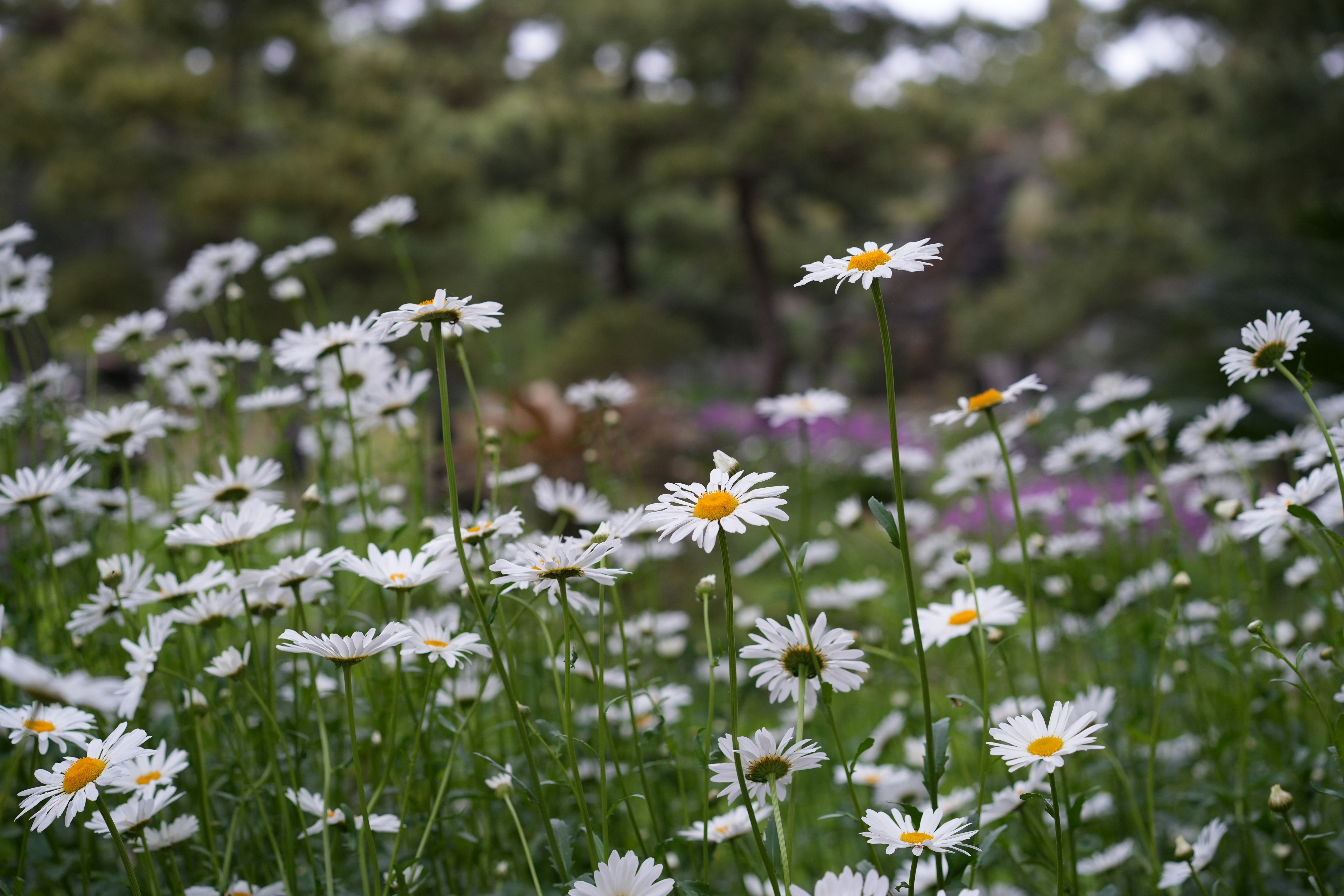 Photo by Karen Chew with Sony Alpha 7 IV