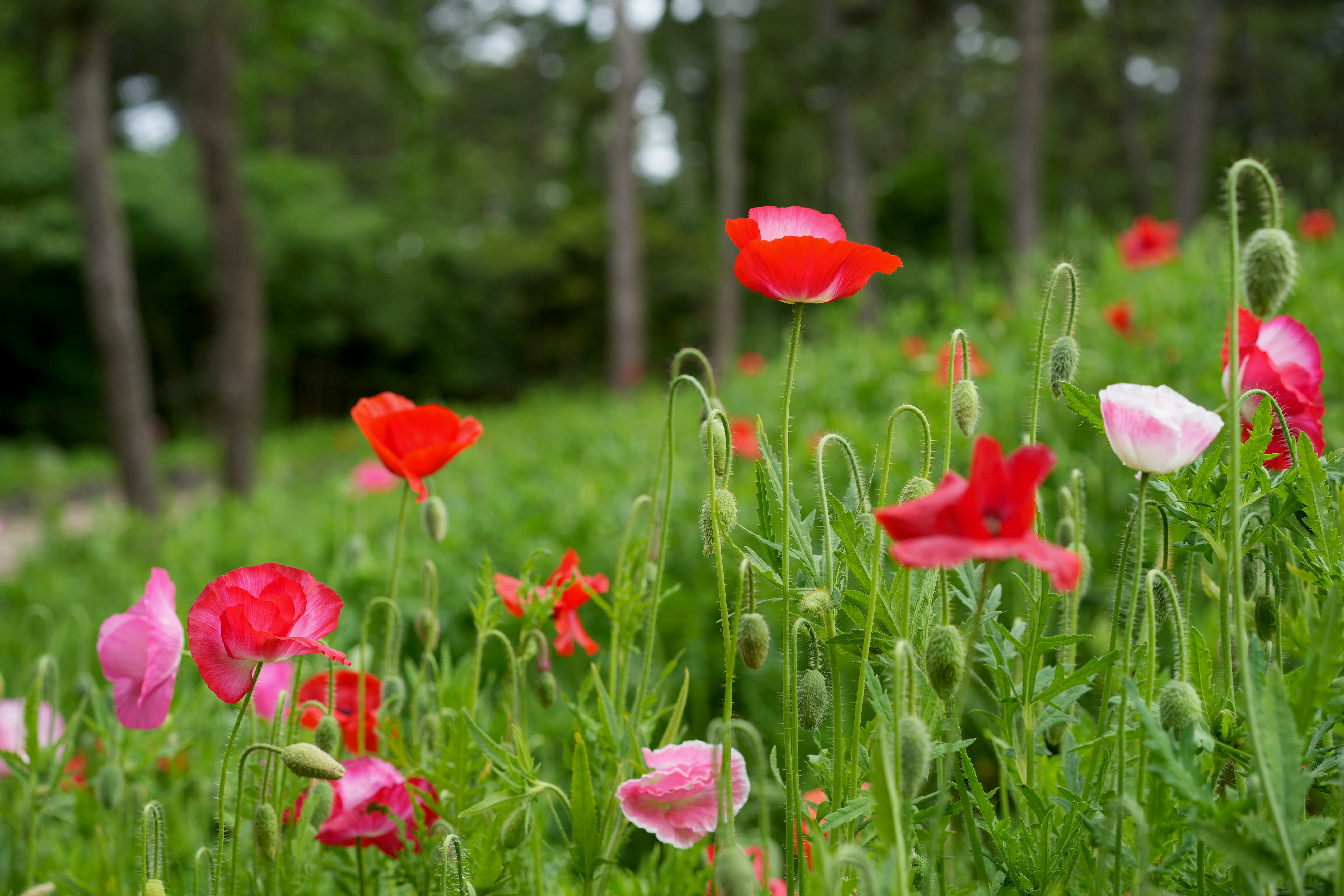 Crimson poppies rise along the meadow's edge as the forest watches