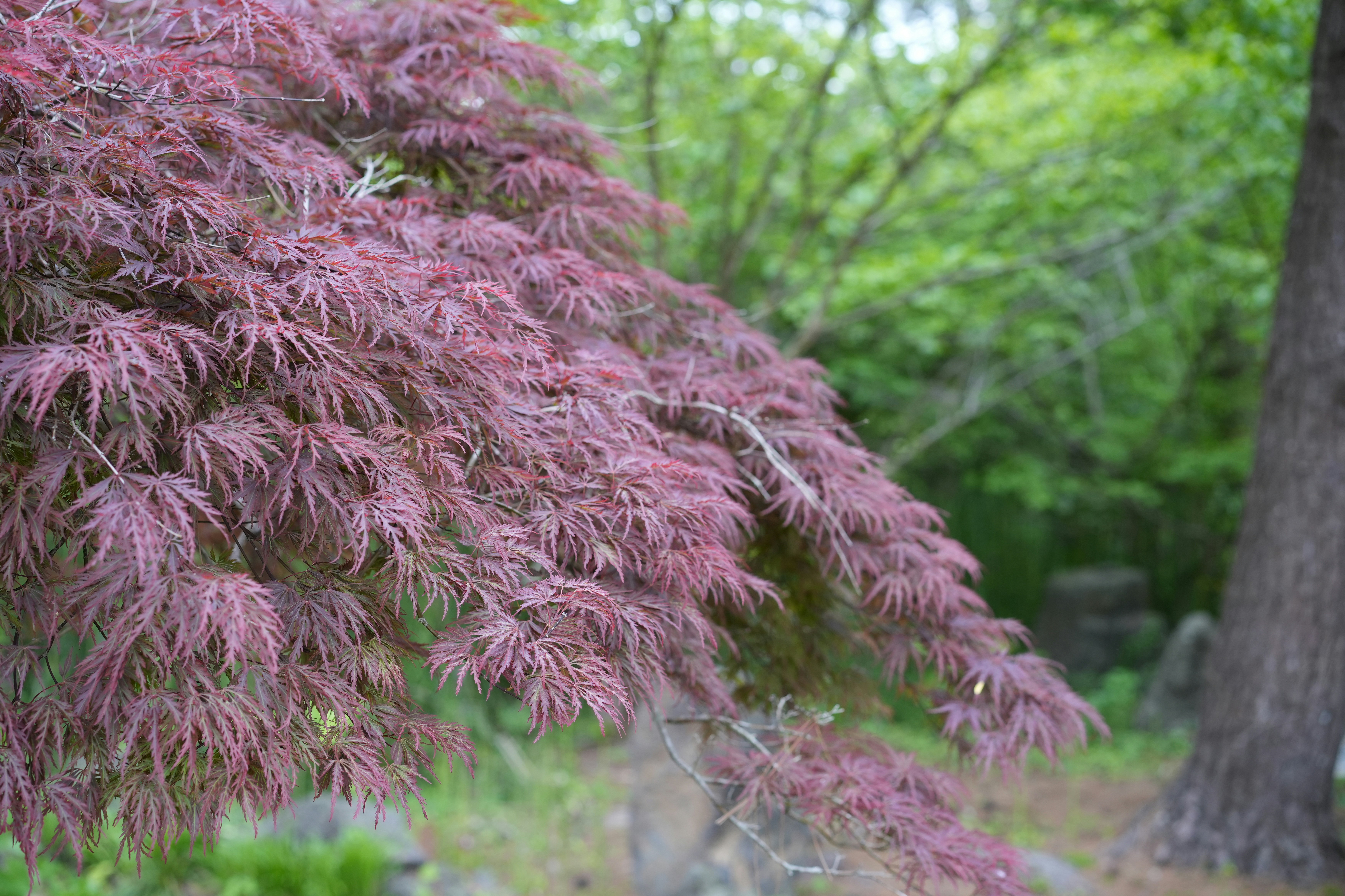 Photo by Karen Chew with Sony Alpha 7 IV