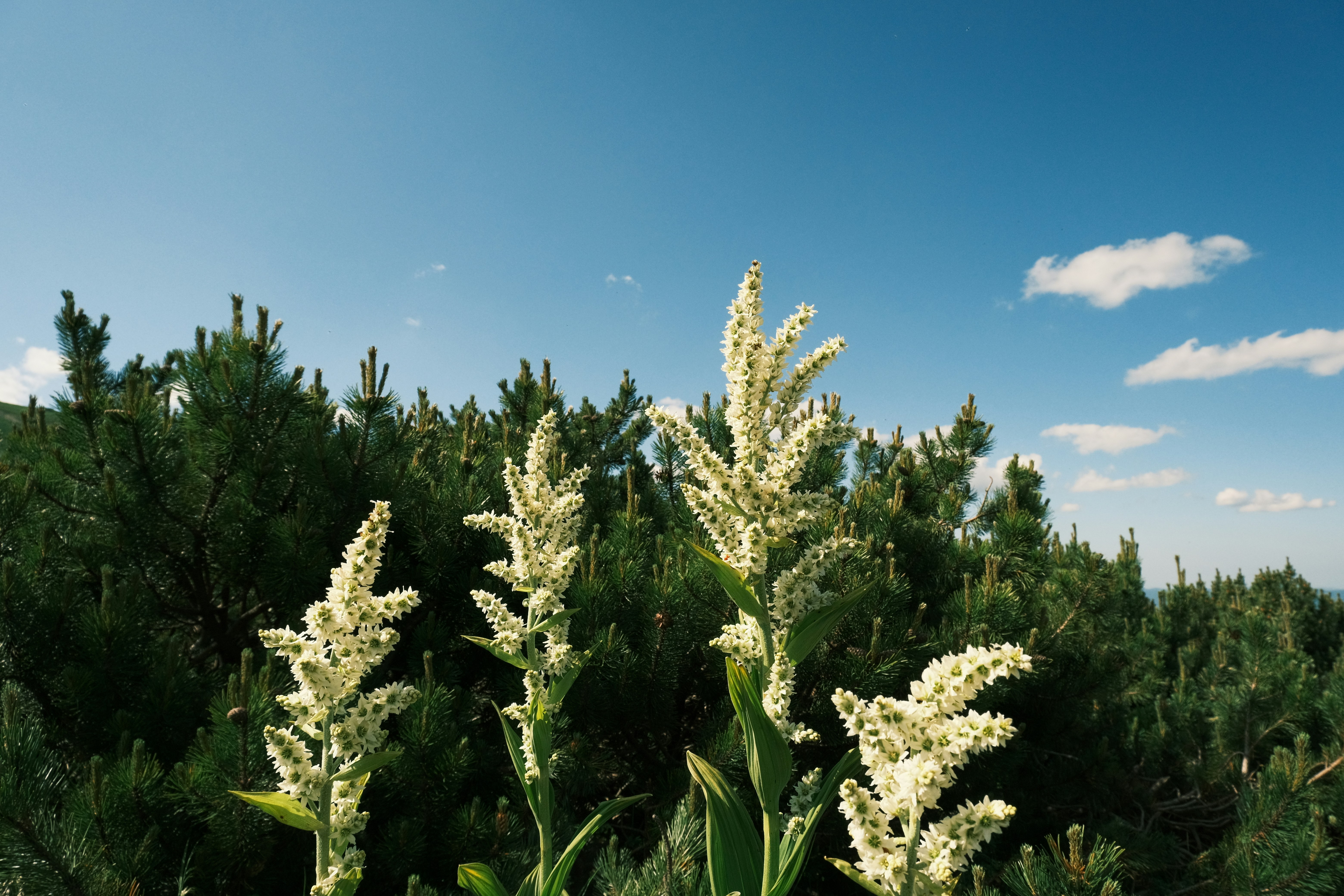 Photo by R_ INVSCIMENTO with Fujifilm X-T30 II