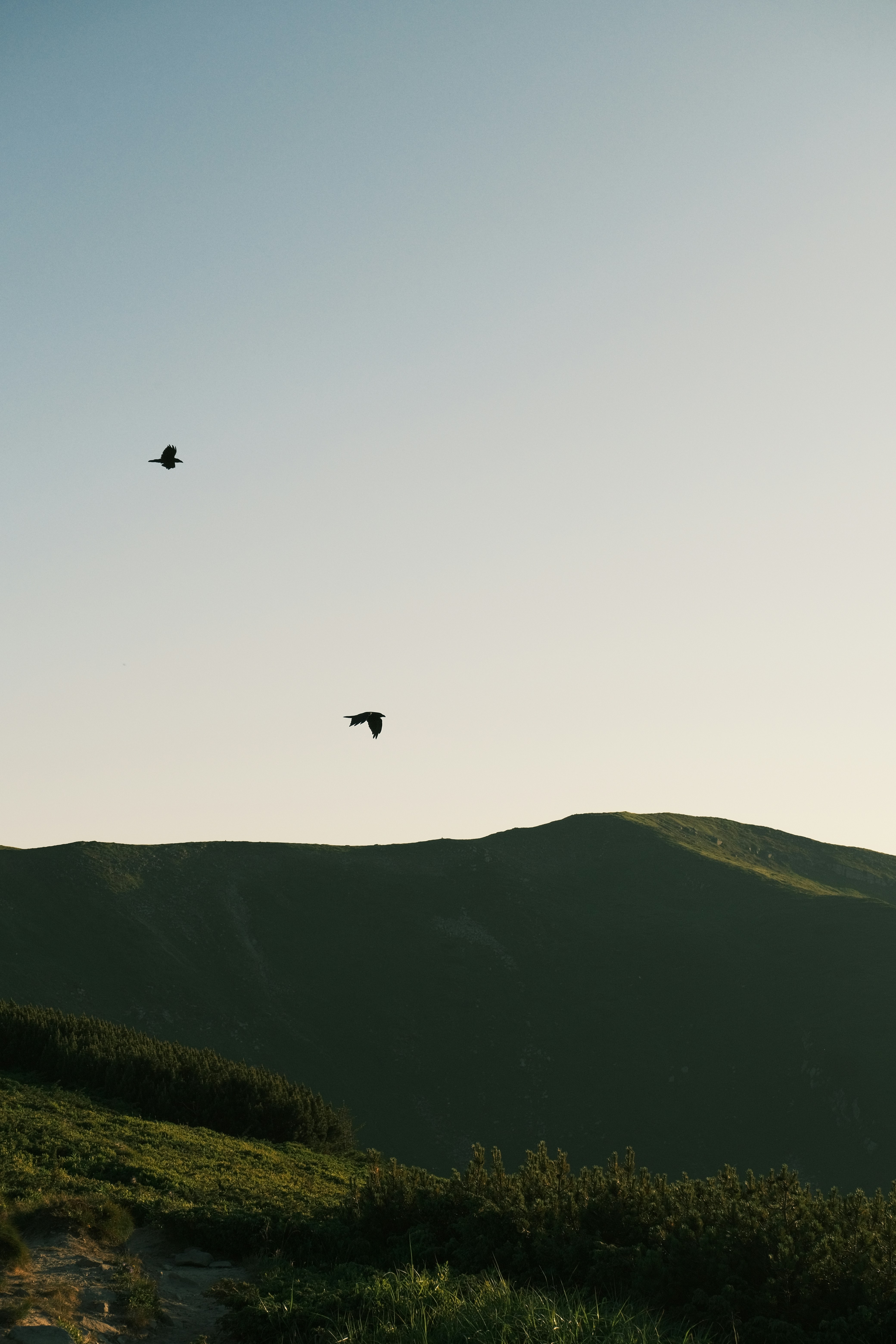 Two Birds Crossing a Quiet Ridge at Golden Hour