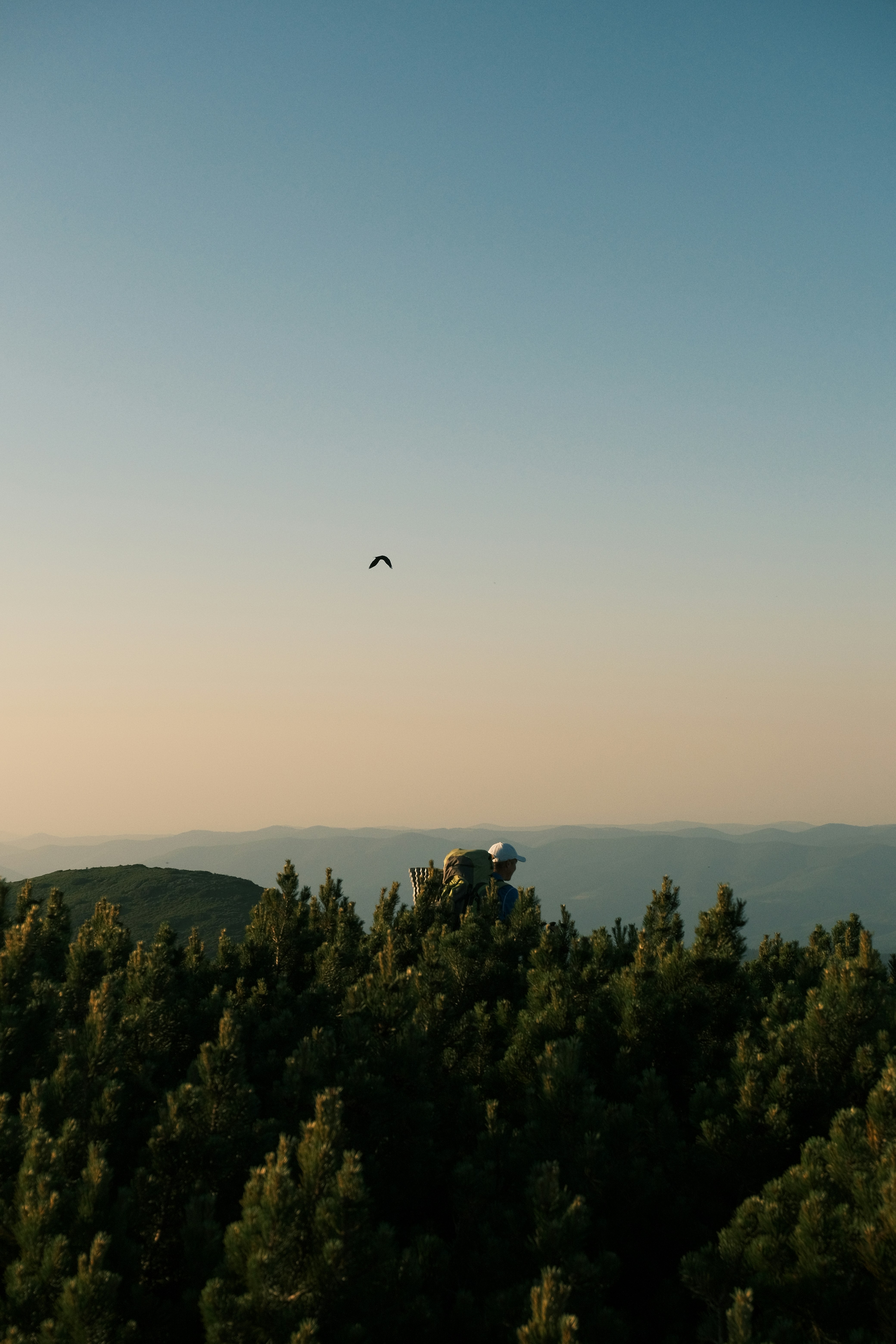 Bird in flight over a pine ridge at golden hour