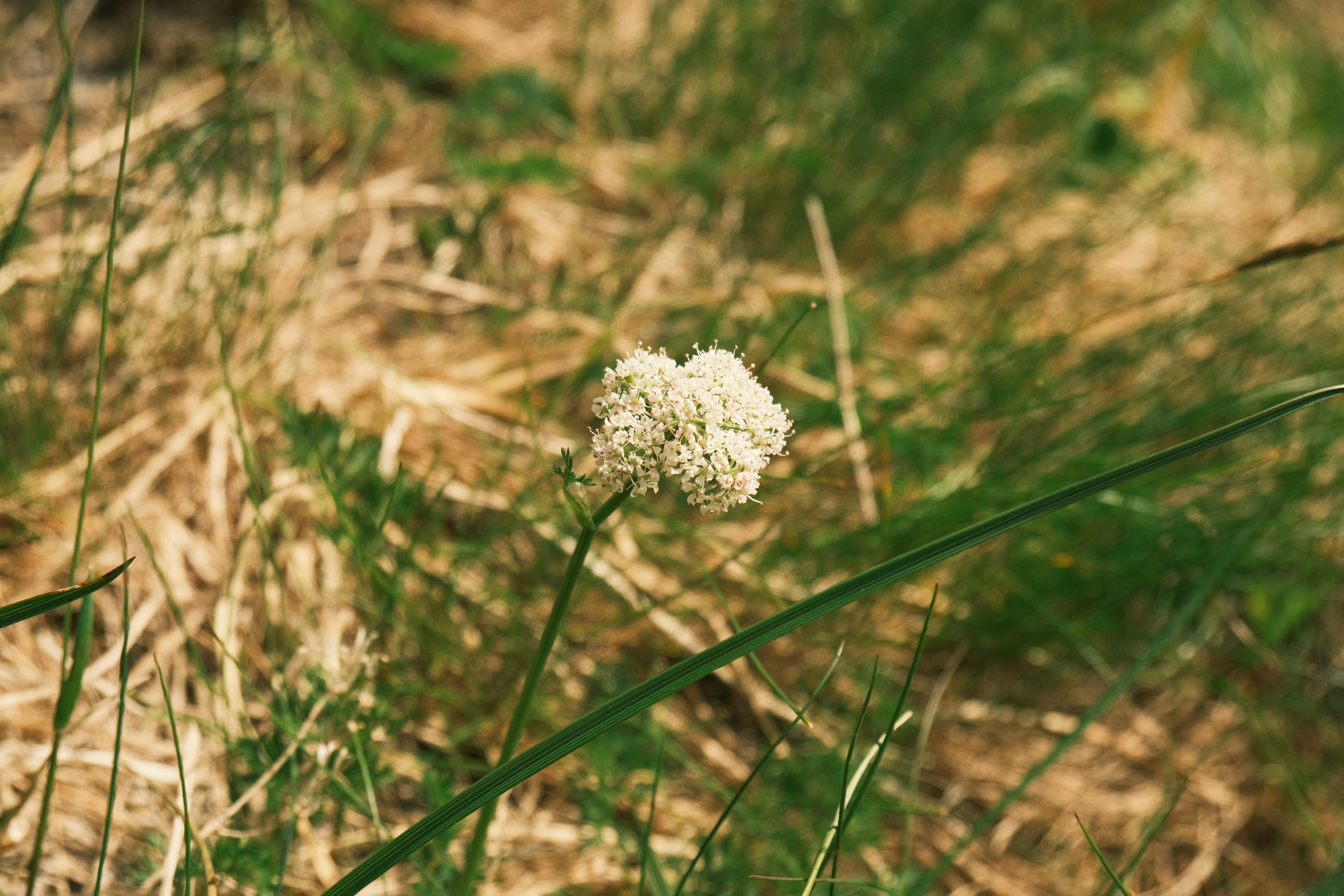 Photo by R_ INVSCIMENTO with Fujifilm X-T30 II