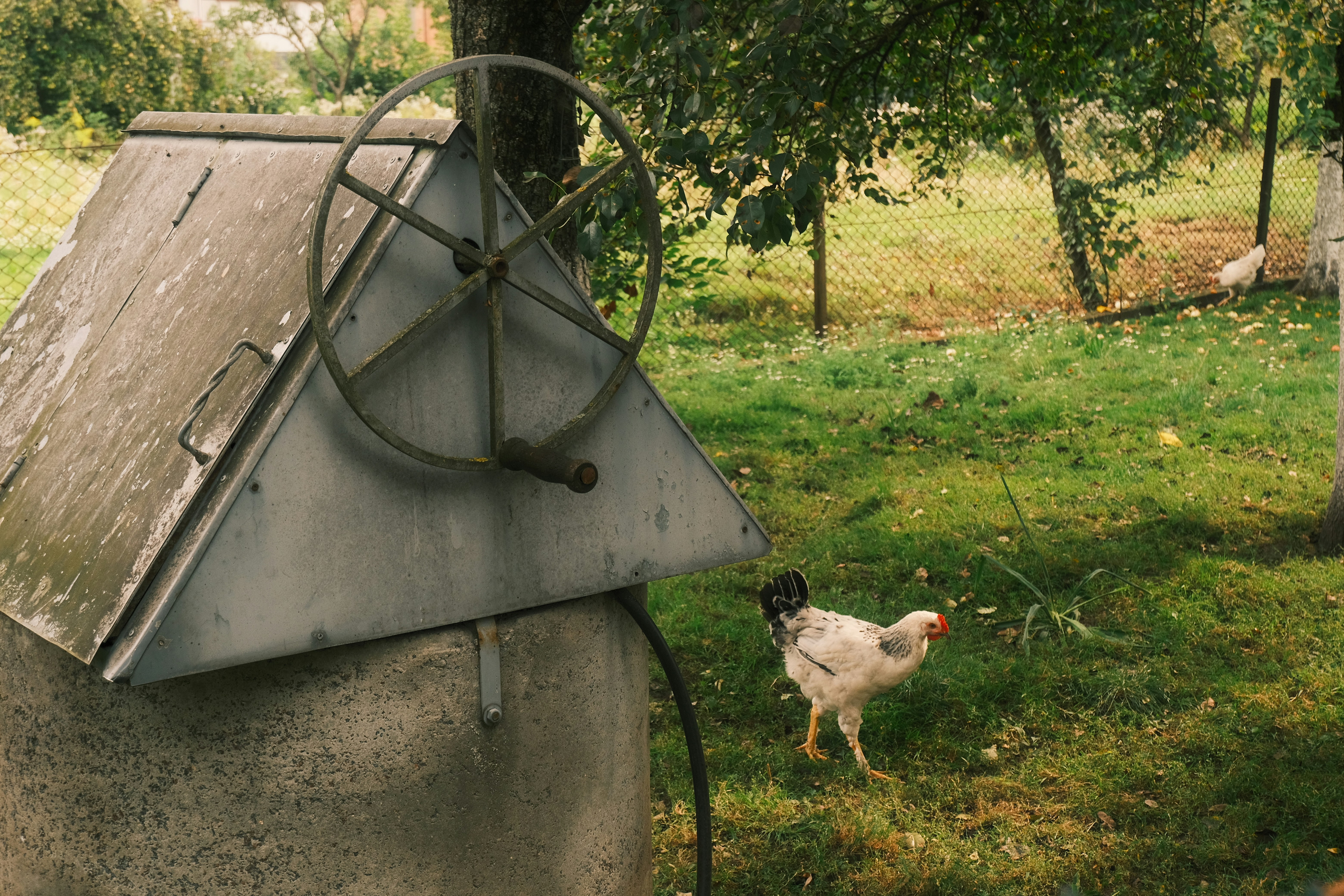 Wheel and Coop by the Pasture: Chicken in the Shade