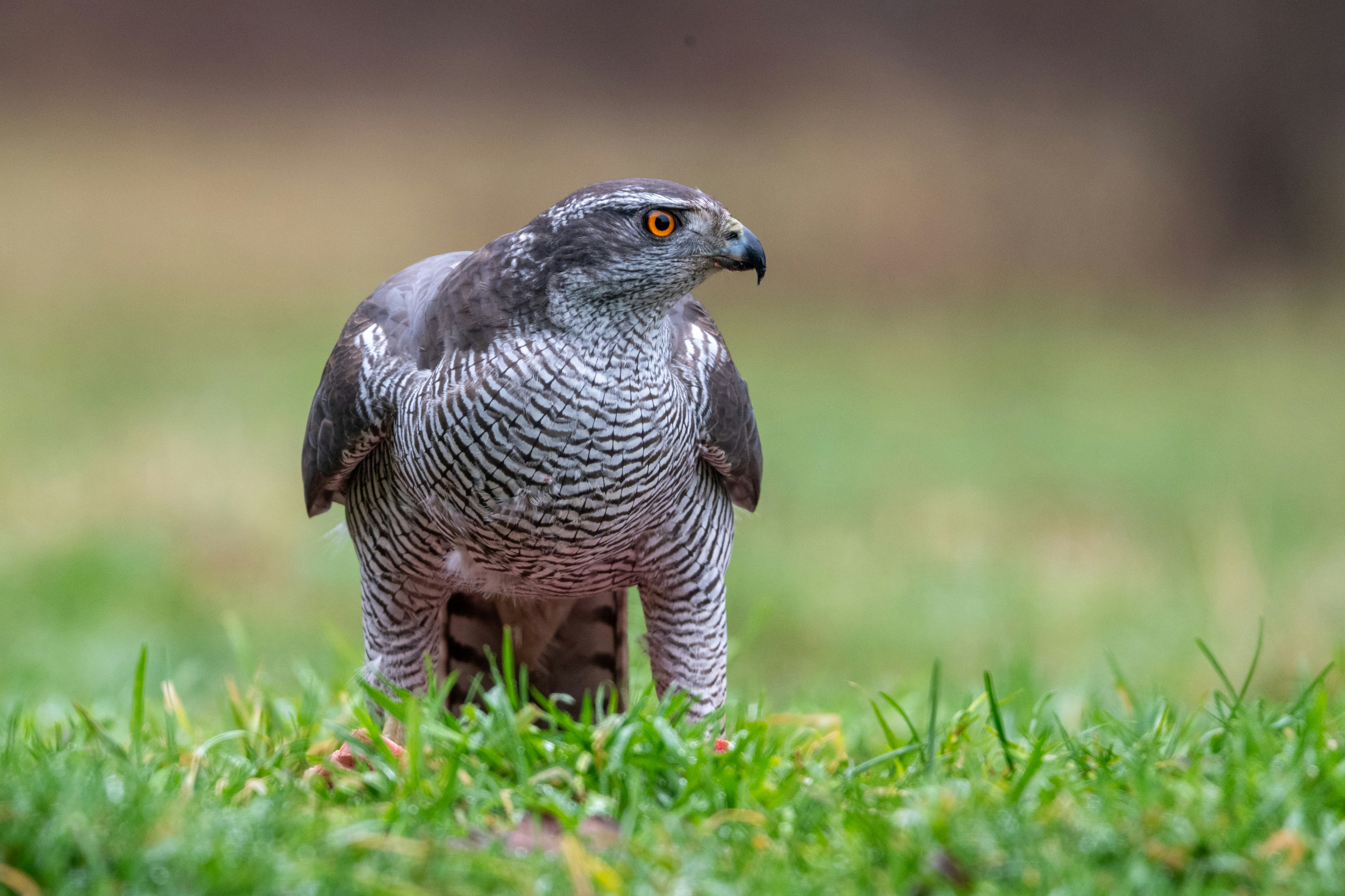 Grounded Glance: A Peregrine-like Bird of Prey on the Verge