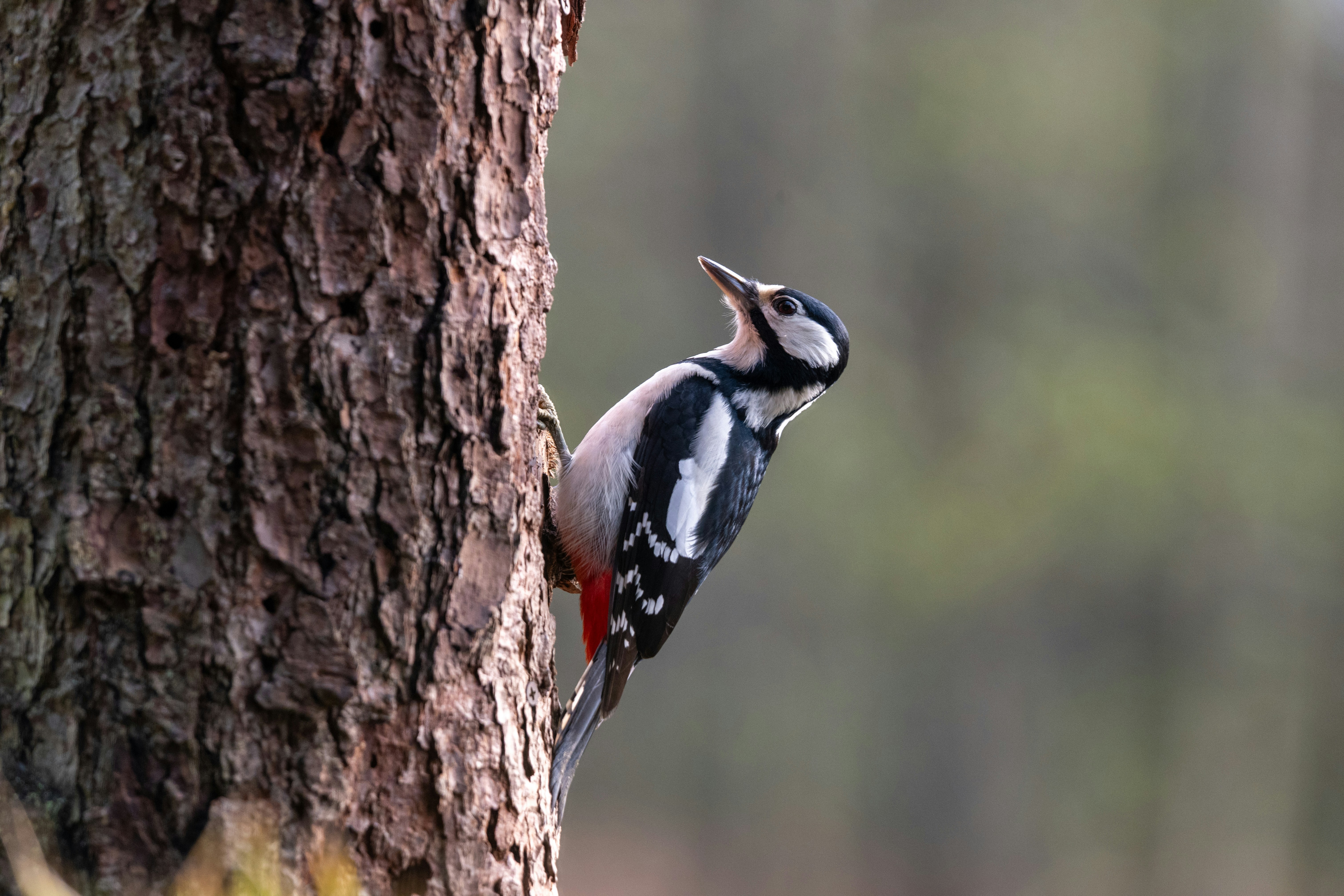 Dzięcioł duży / Great spotted woodpecker