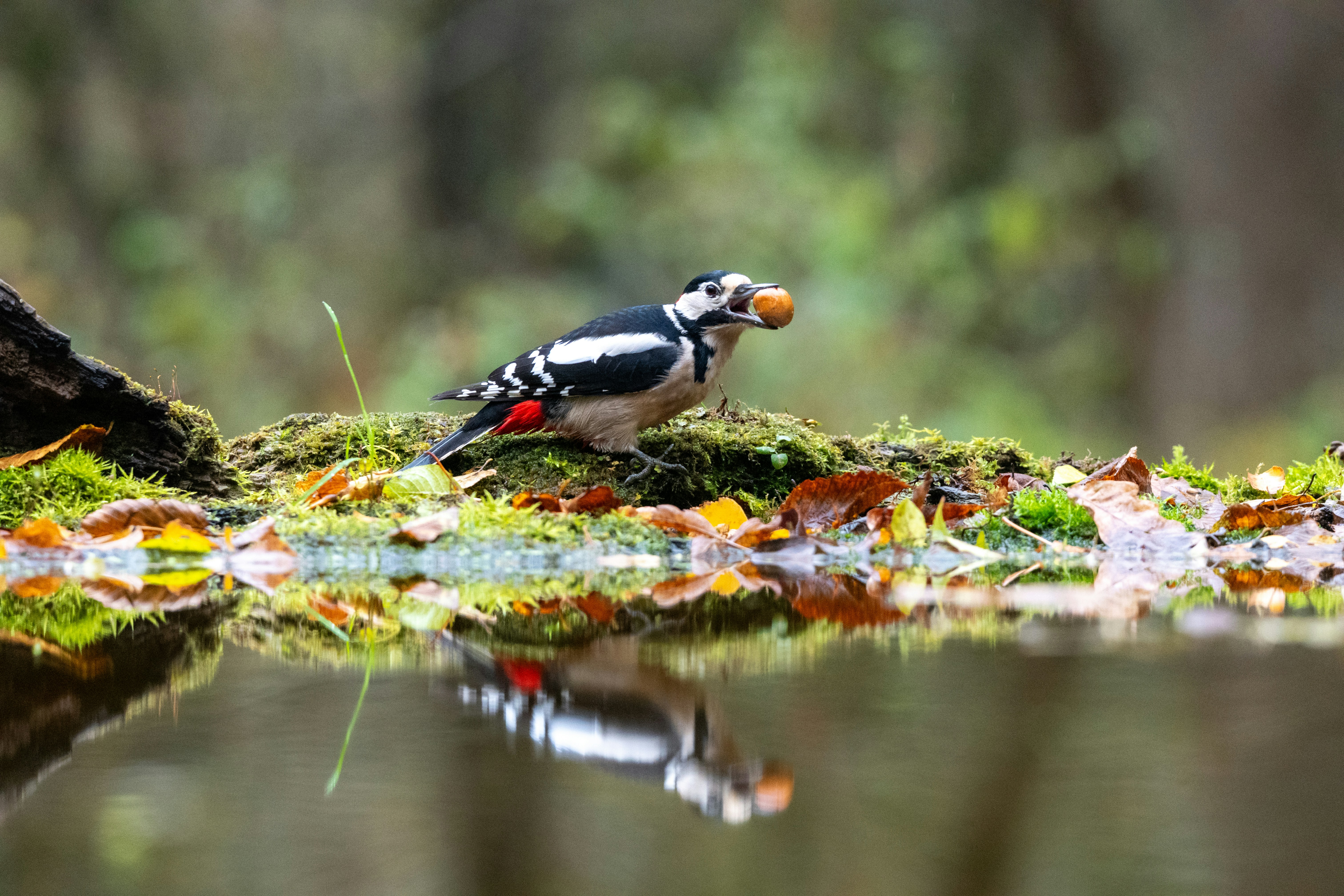 Mossy Threshold: Pied Kingfisher at the Edge of a Quiet Pool