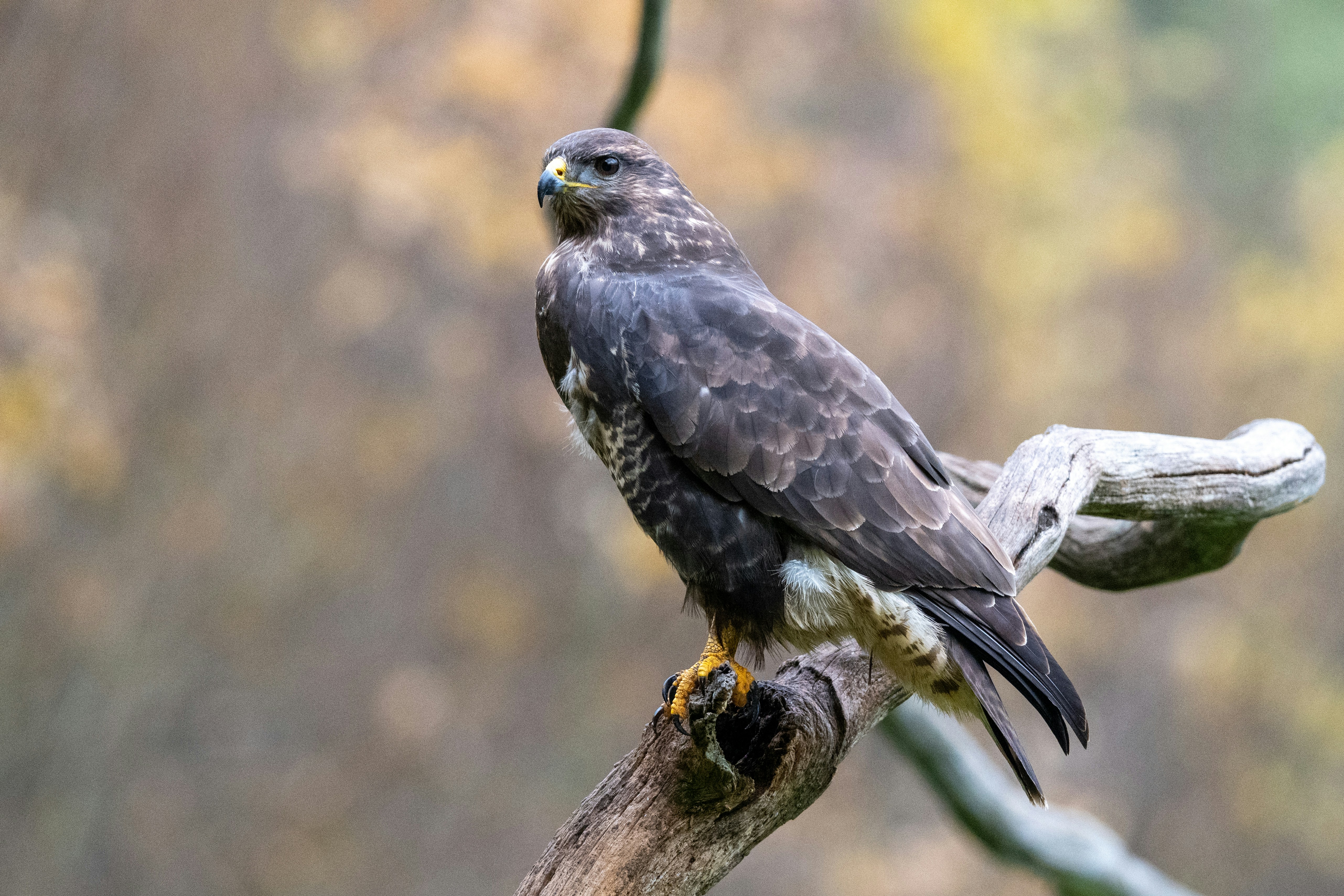 Myszołów / Buzzard