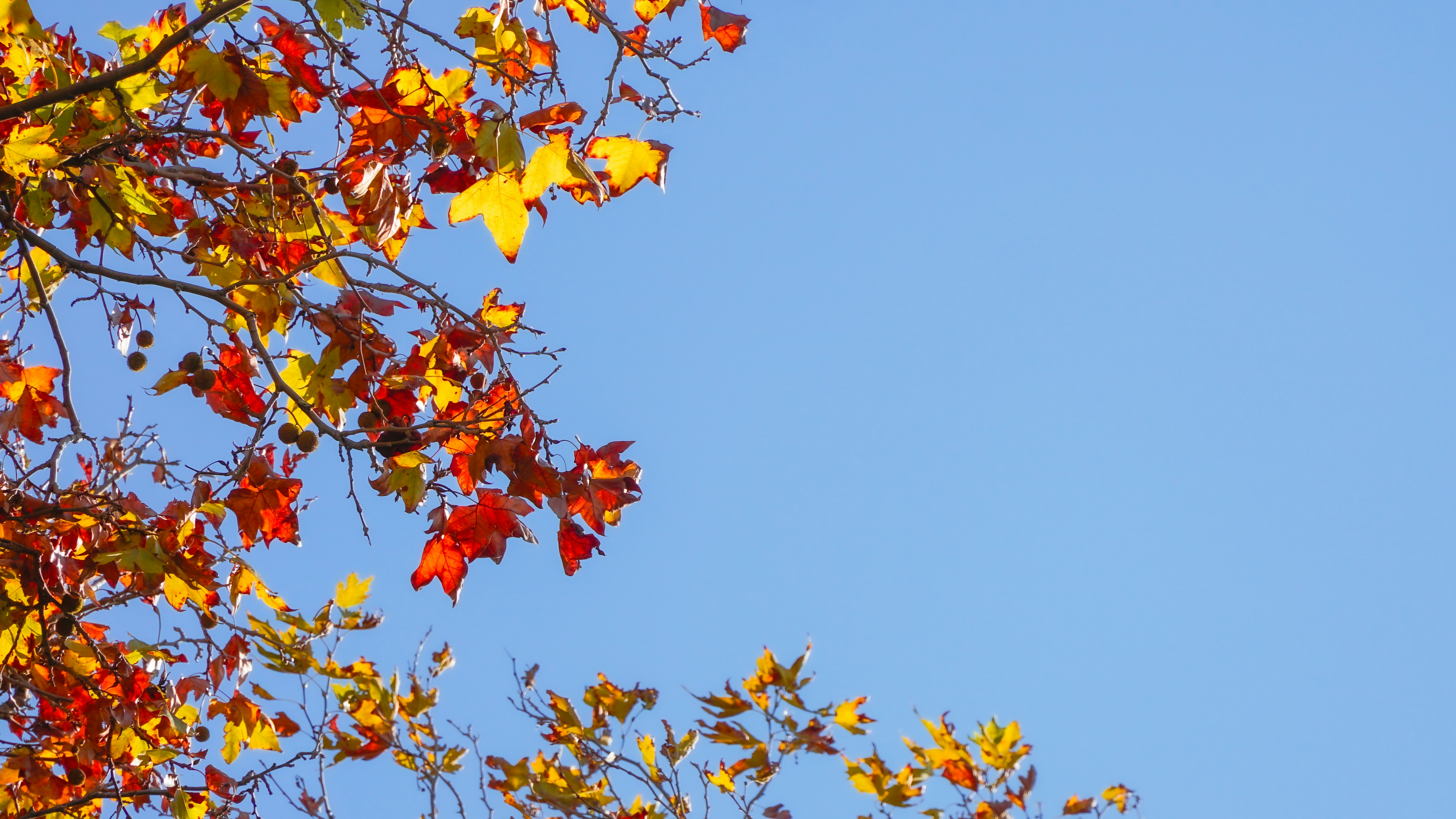 Photo by Yen Vu with Sony Alpha 6300