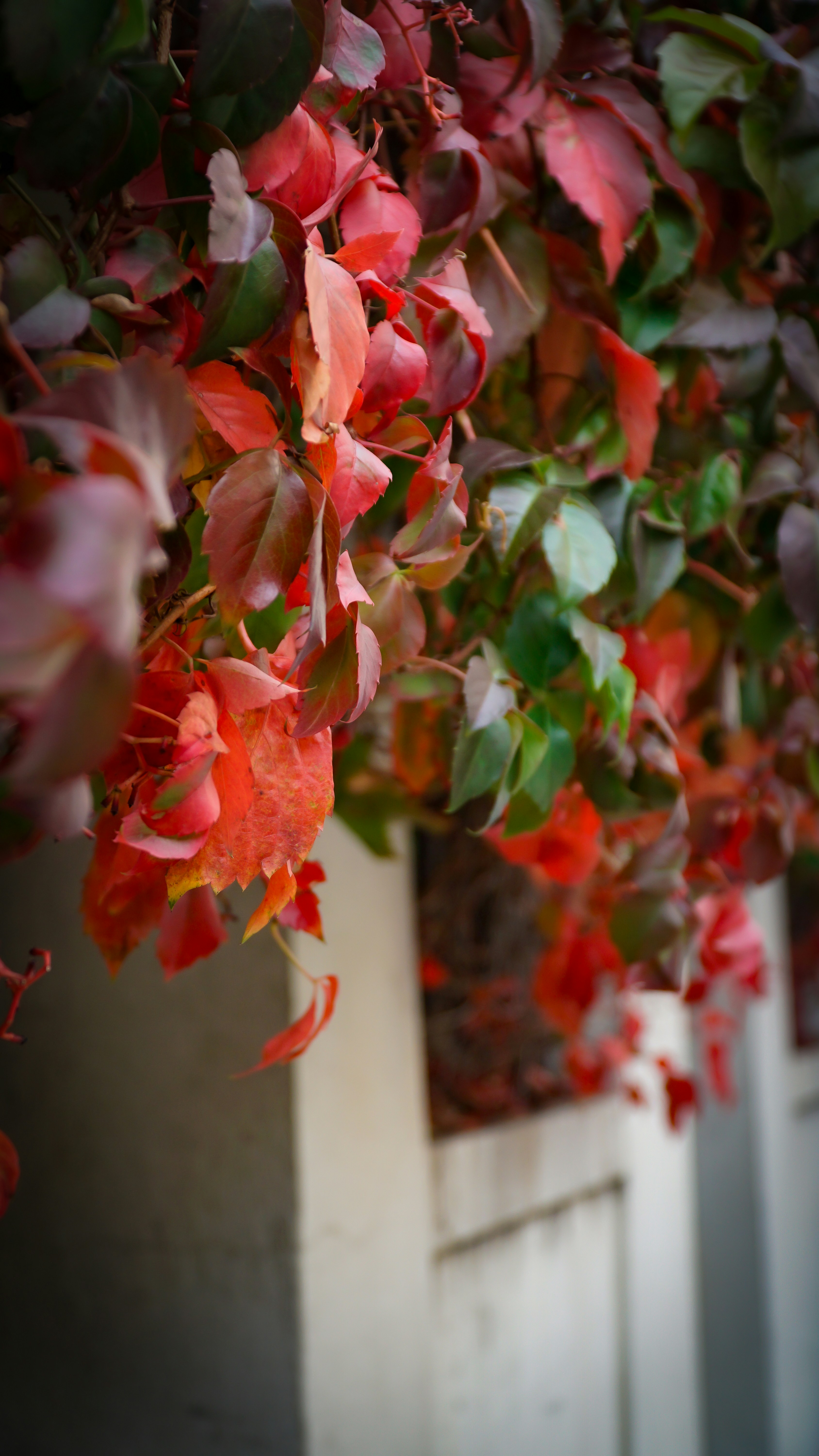 Photo by Yen Vu with Sony Alpha 6300