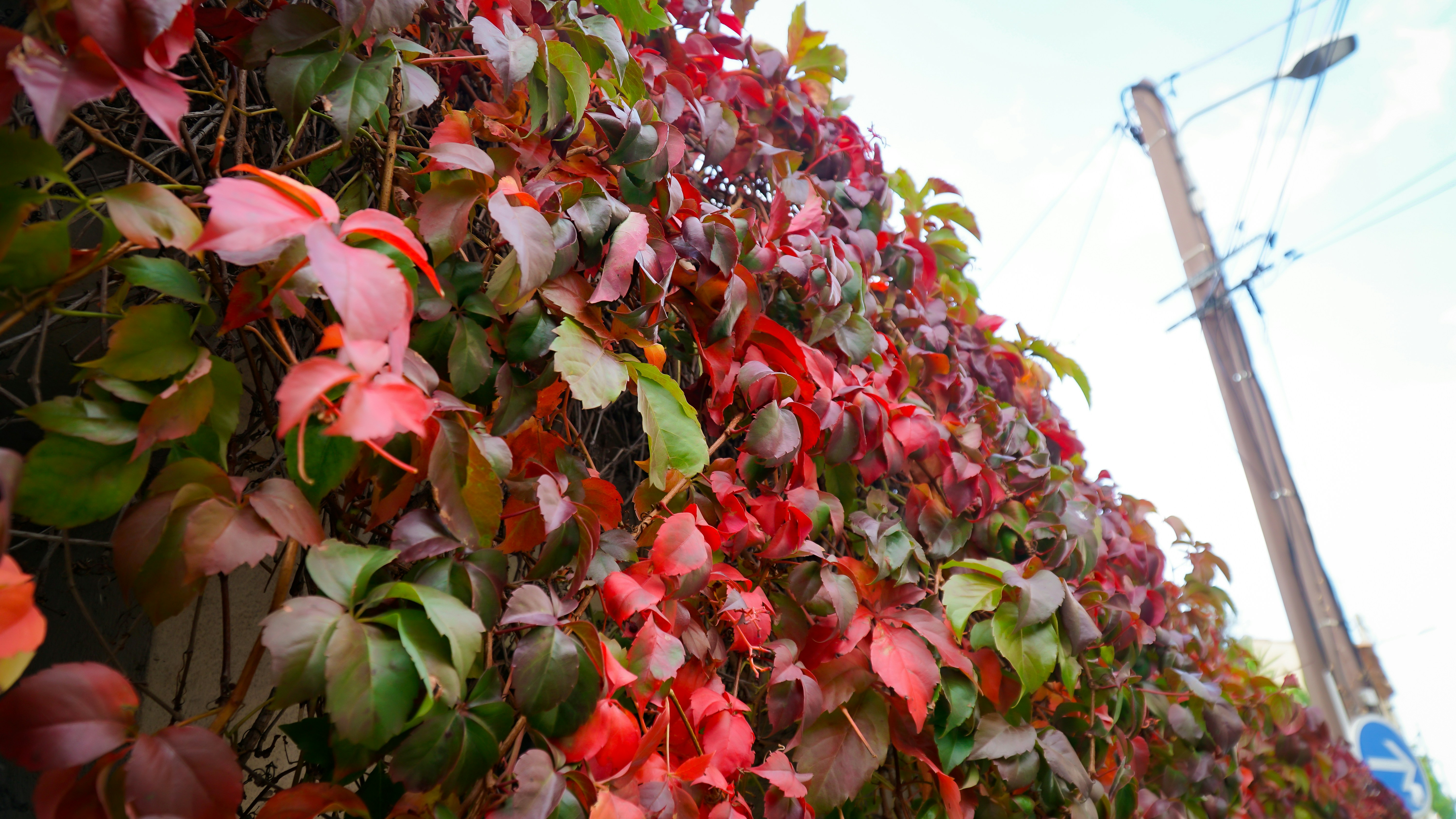 Crimson Hedge at Daylight: Red Leaves Framing a Distant Utility Pole