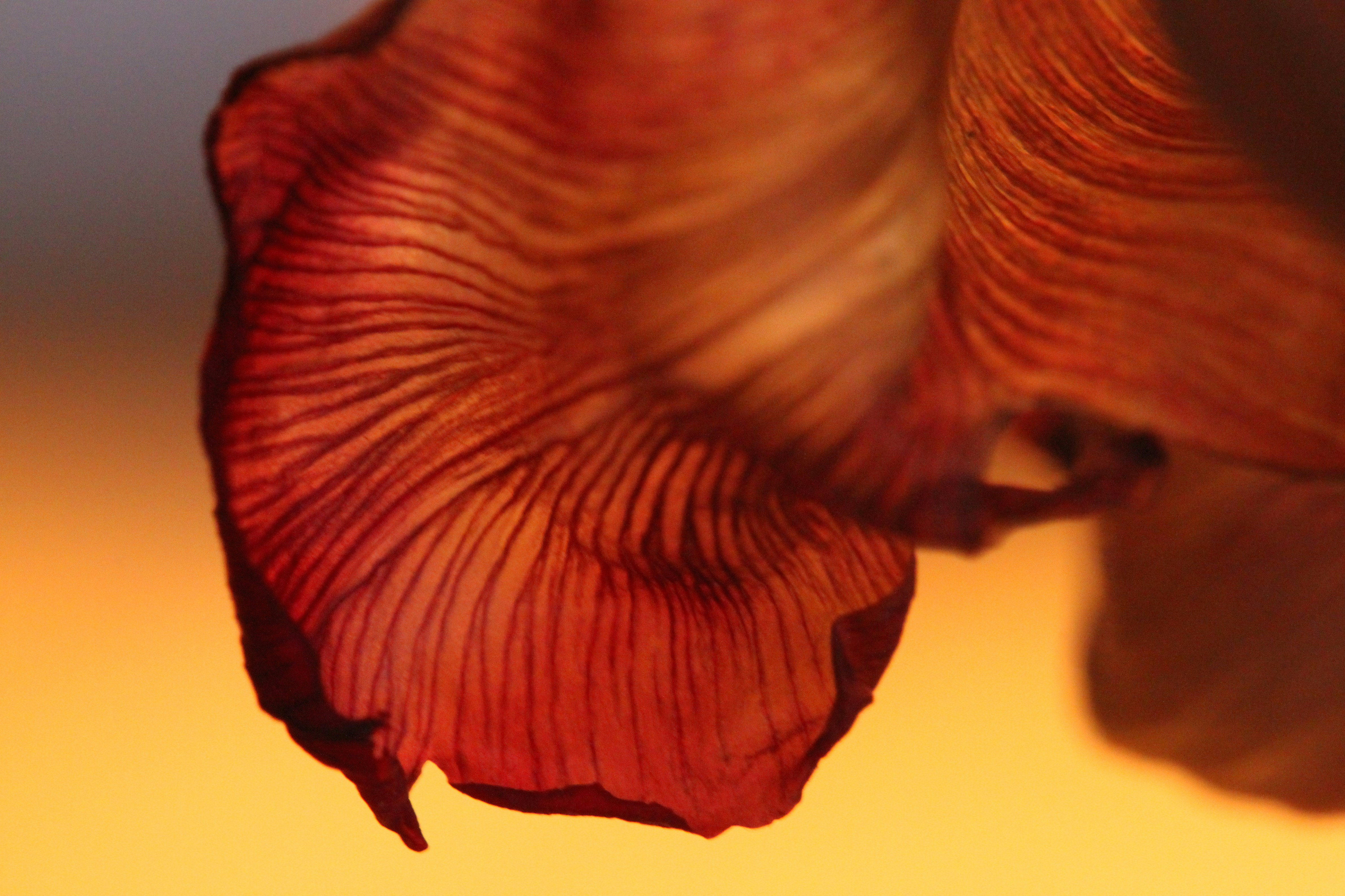 Photo by Ben Kupke with Canon EOS 500D