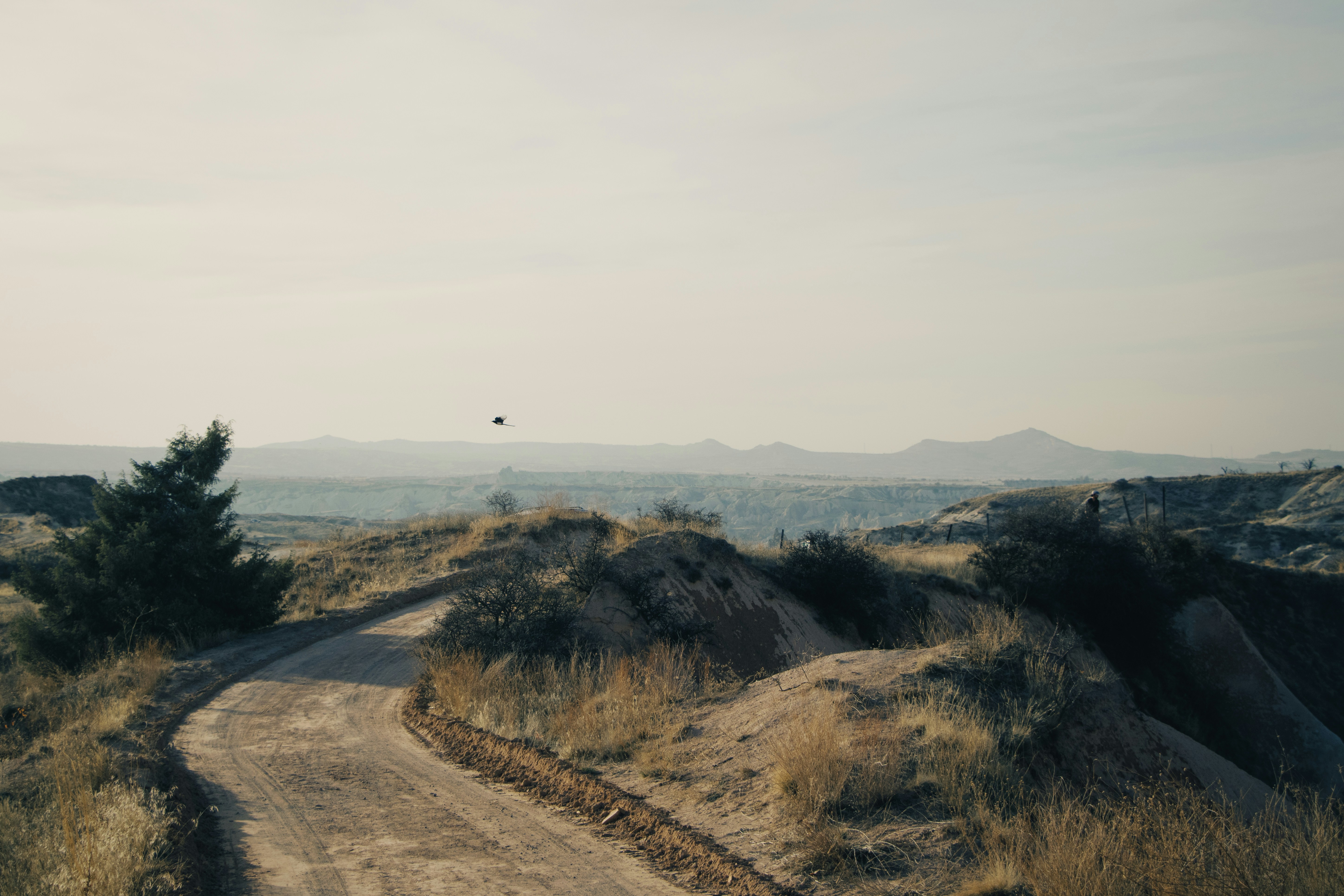 Bird Crossing the Desert Horizon Over a Winding Dune Road