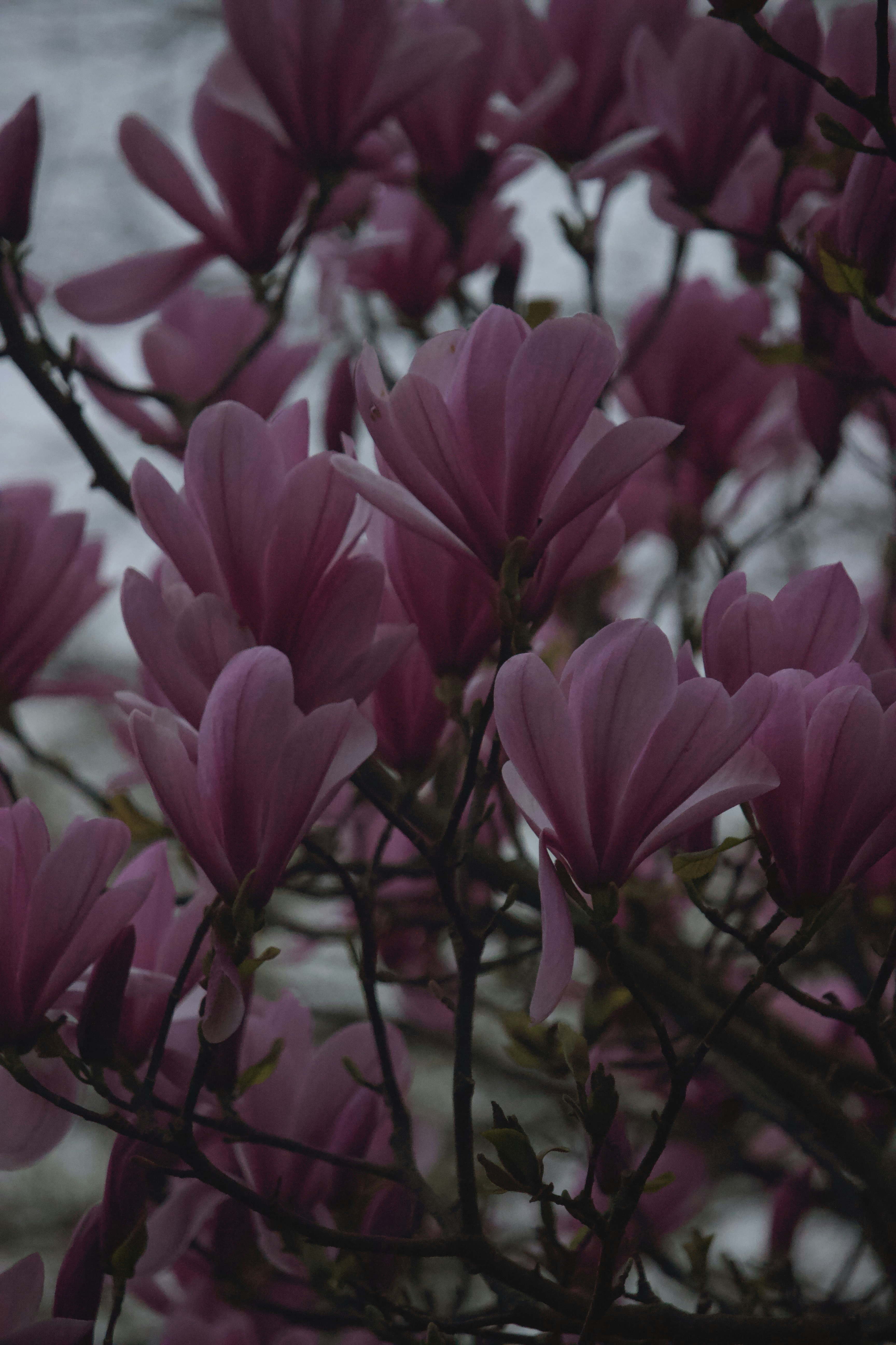 Crimson Magnolia Clusters in Quiet Winter Light
